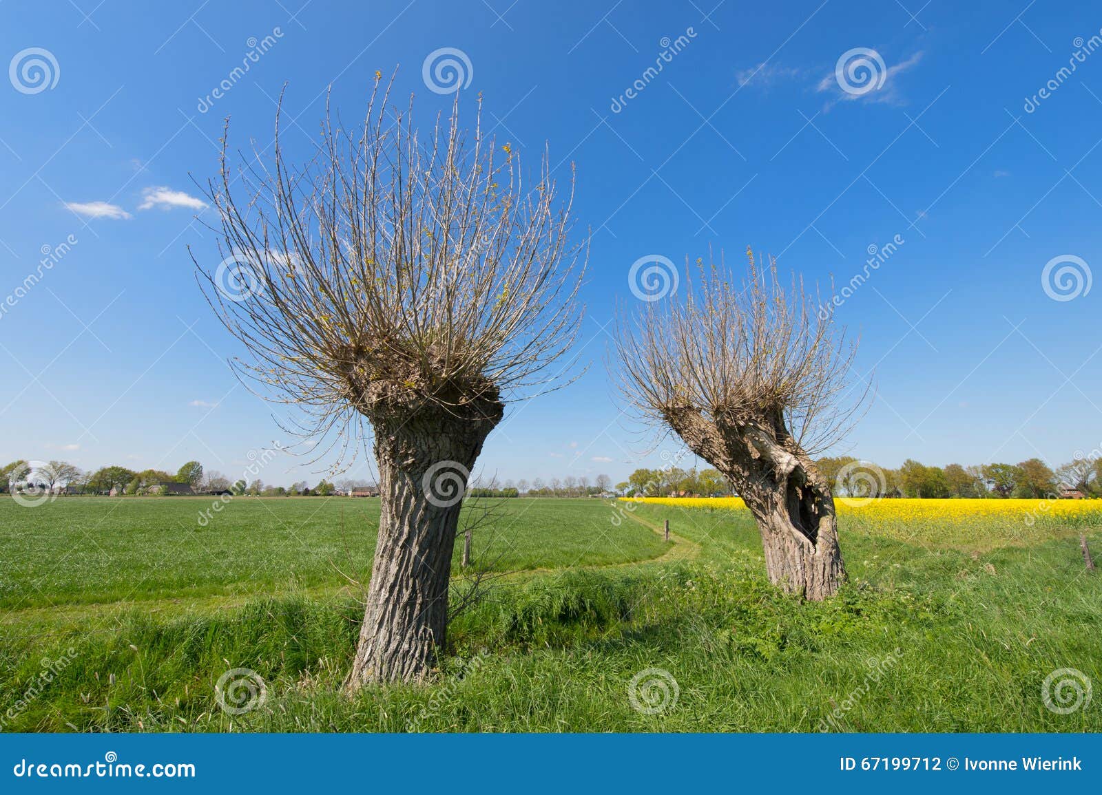 Typical Dutch Landscape with Willows Stock Photo - Image of nature ...