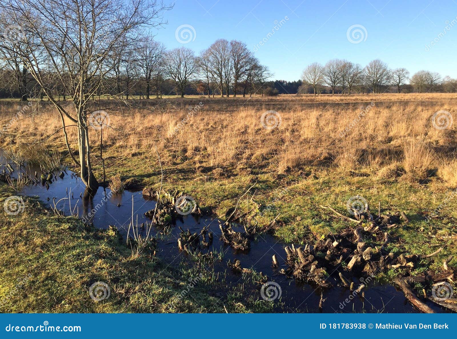 Typical Dutch Meadow Landscape with Stream and Tree Edge during Late ...
