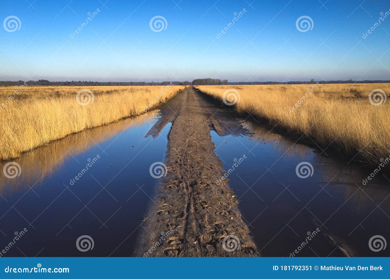 Typical Dutch Meadow Landscape with Stream and Tree Edge during Late ...