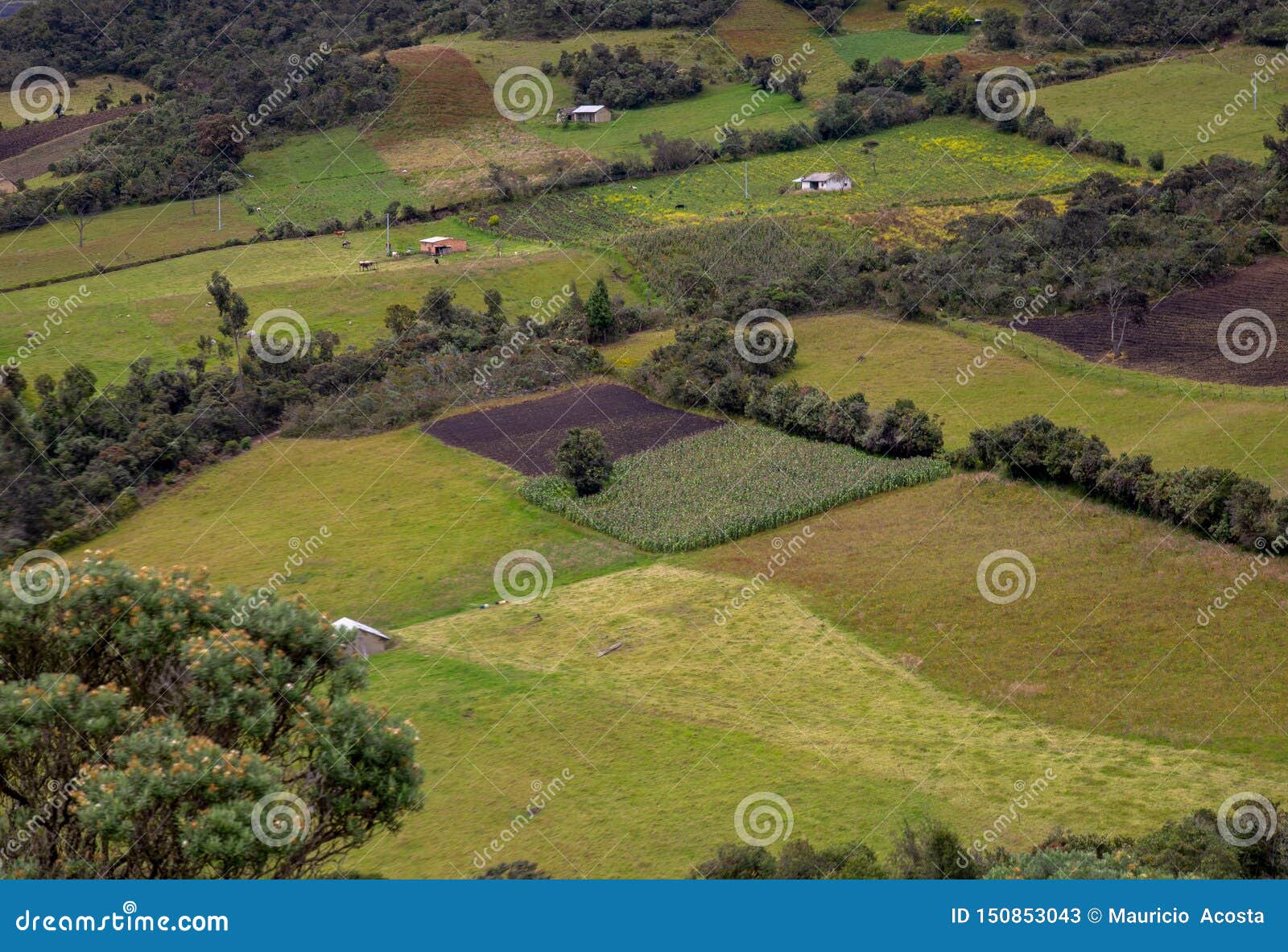 Typical Farmlands in Different Stages of the Crops Stock Image - Image ...