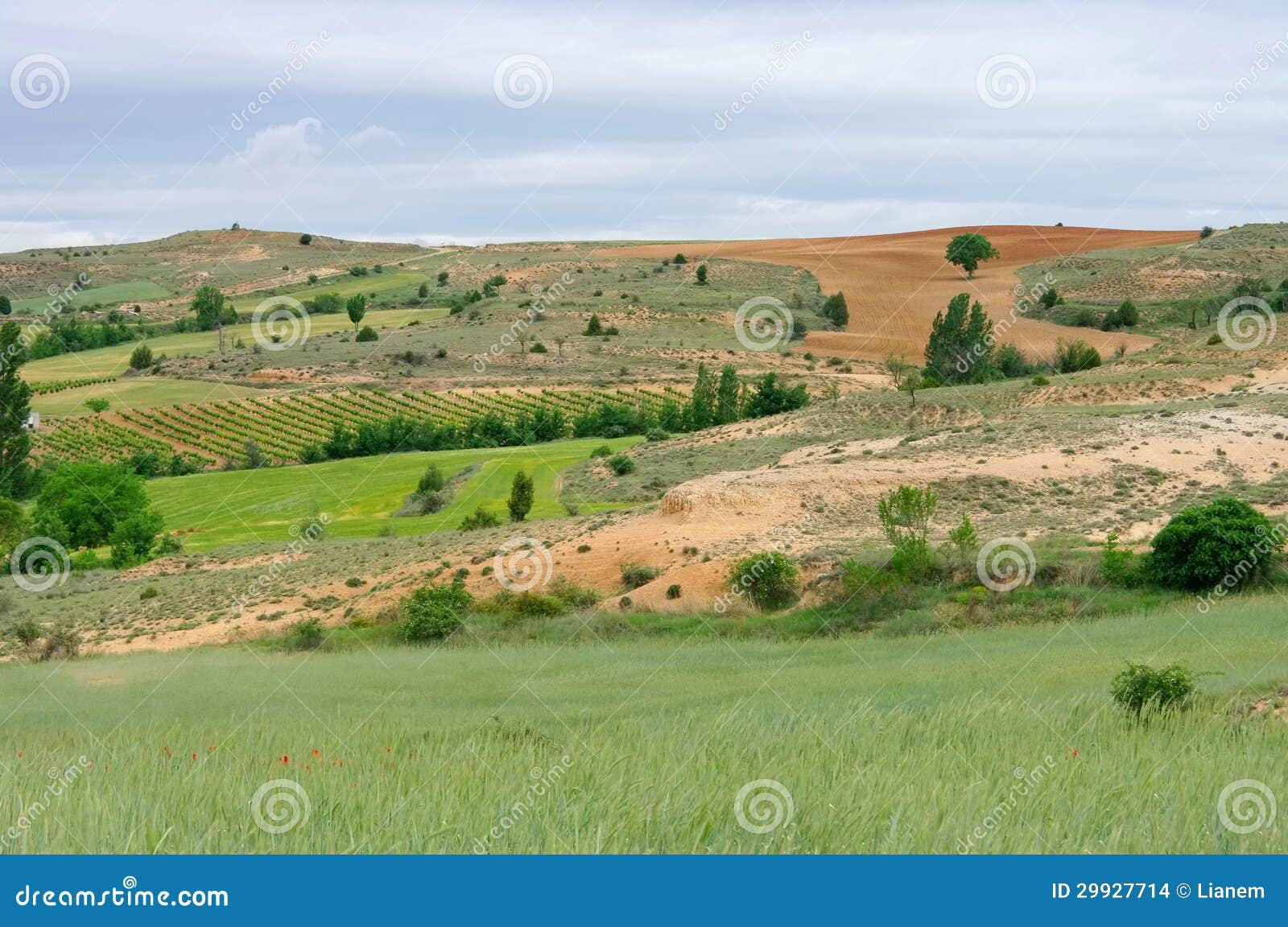 Castile field stock photo. Image of nature, vineyard - 29927714
