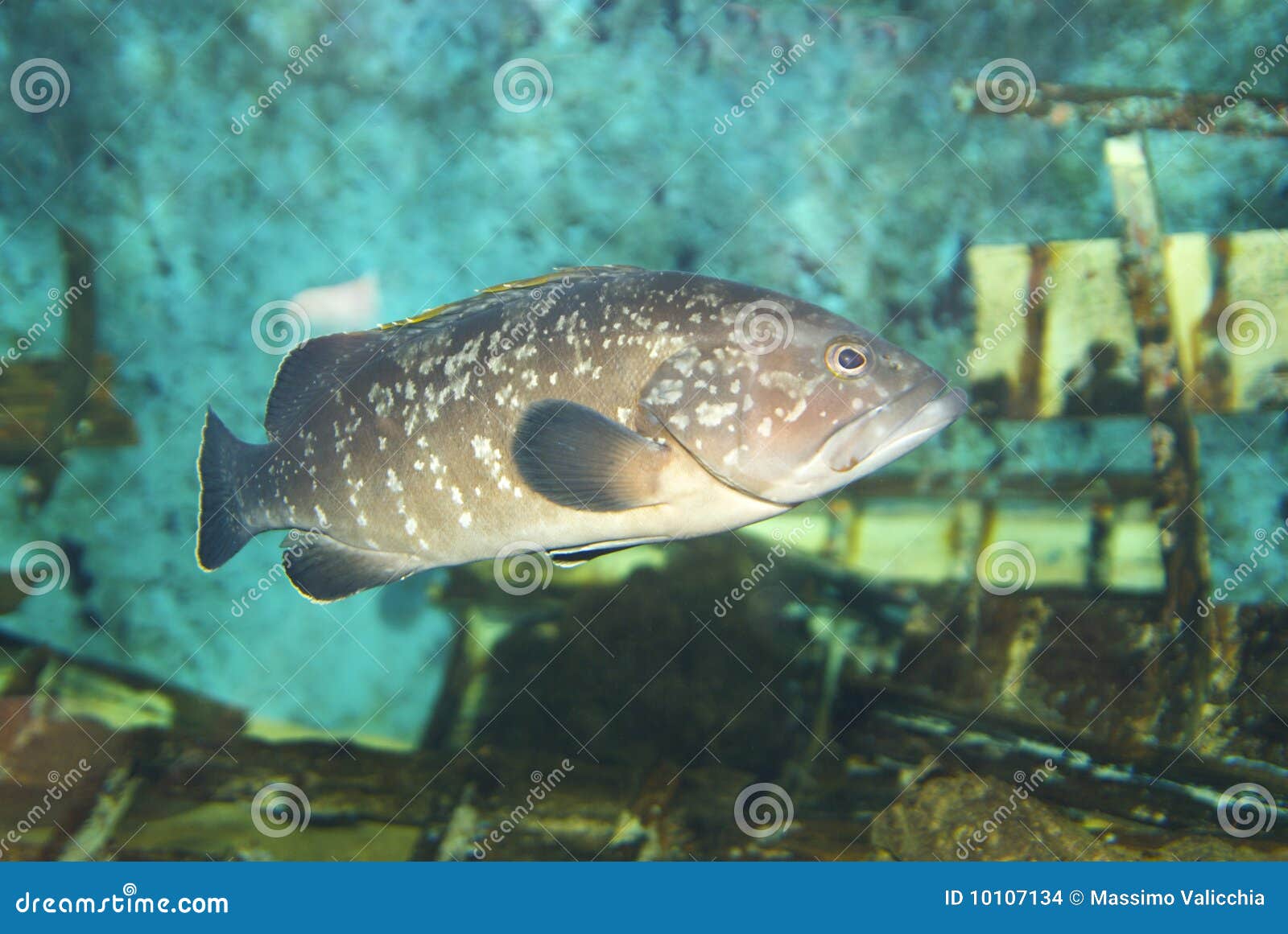 Typical Fish in Mediterranean Sea Stock Photo - Image of yellow, marine ...