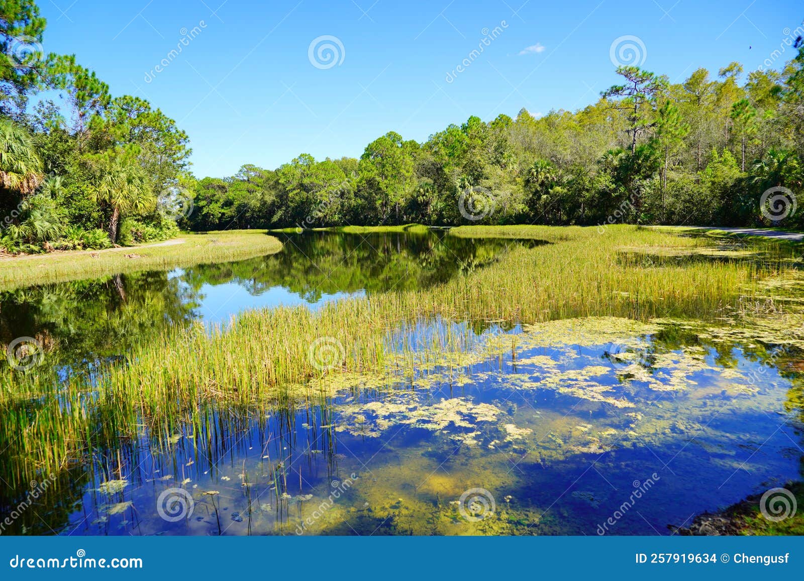 A Beautiful Florida Community Pond Stock Photo - Image of flora ...