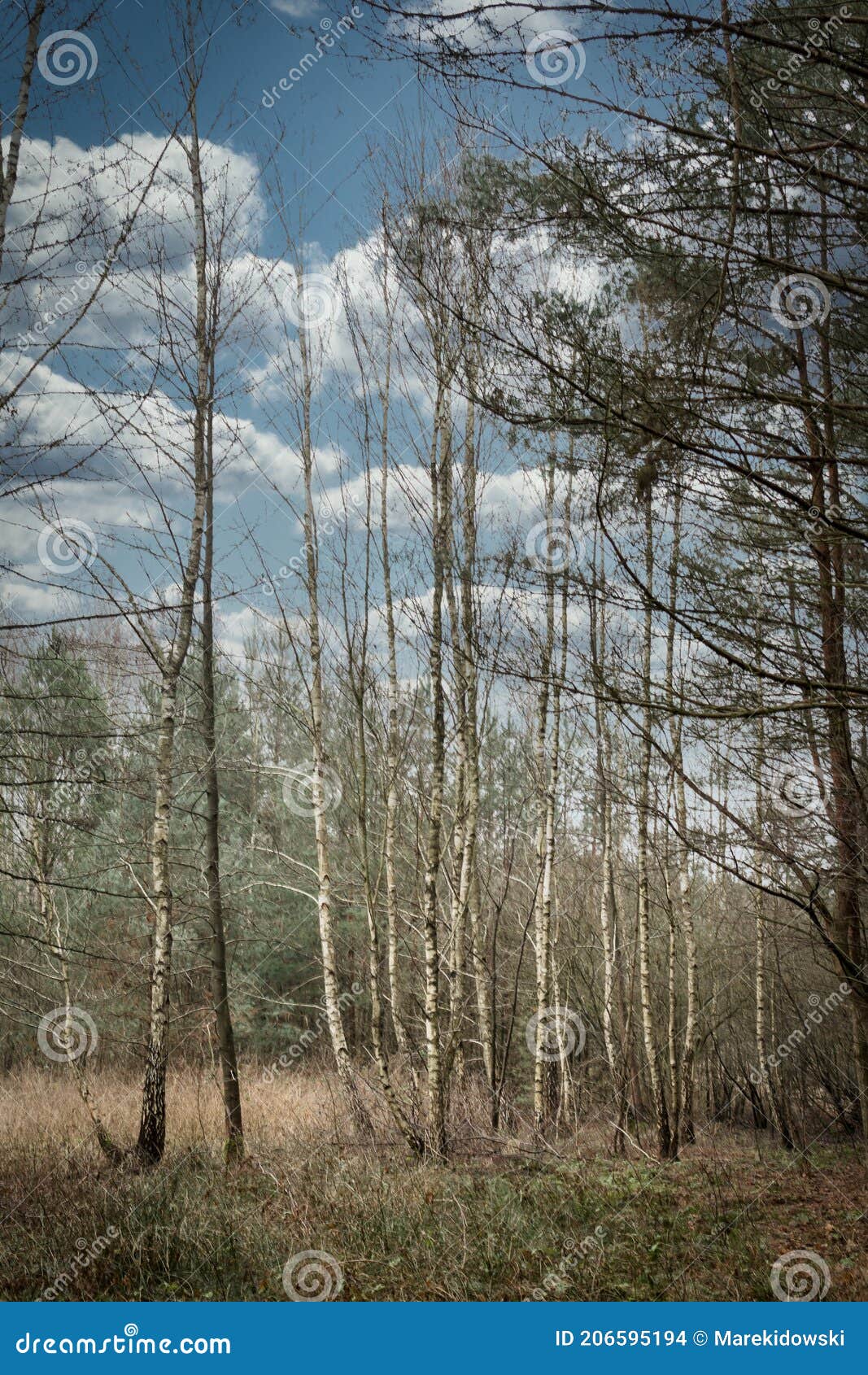 A Typical Forest in Central Poland. Stock Photo - Image of typical ...