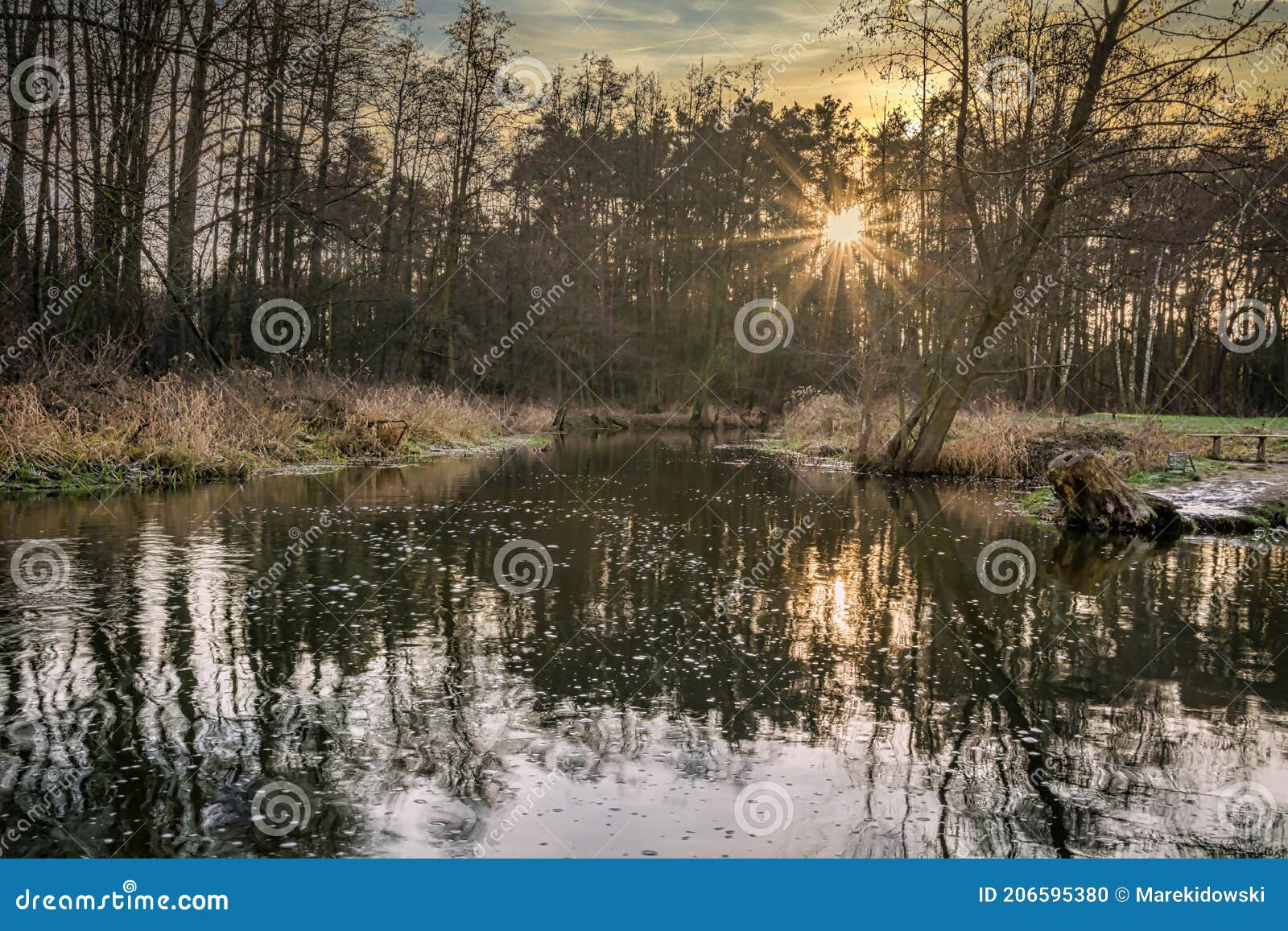 A Typical Forest in Central Poland. Stock Photo - Image of typical ...