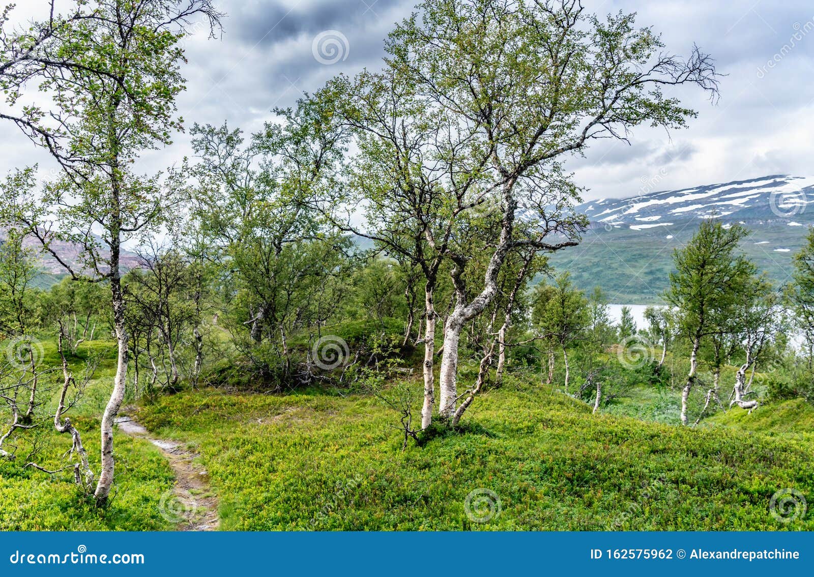 Typical Forest Of Downy Birches Growing In Swedish And Norwegian ...