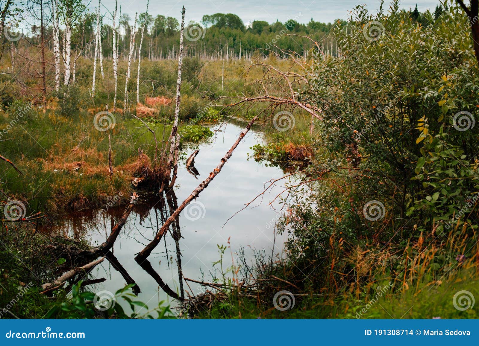 Typical Forest in the Moscow Region, Russia Stock Photo - Image of ...