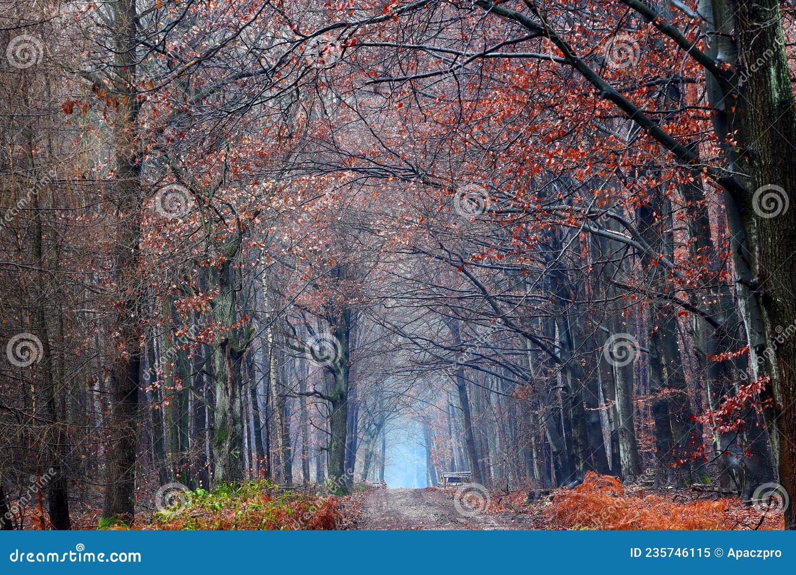 A Typical Forest Path Leading through a Beautiful Autumn Forest. Stock ...