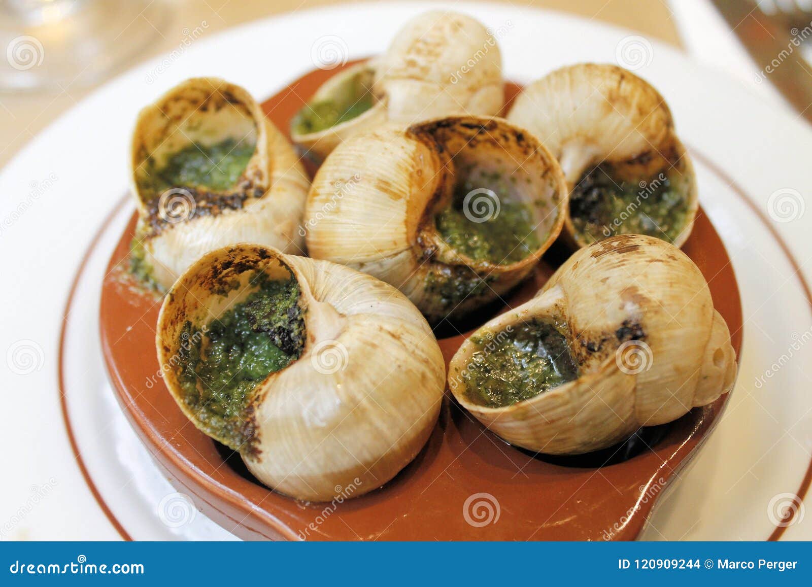 Escargots stock photo. Image of gastronomy, green, cooked - 120909244