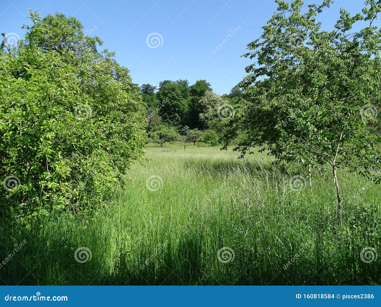 Typical German Orchard with High Grass and Different Types of Fruit ...
