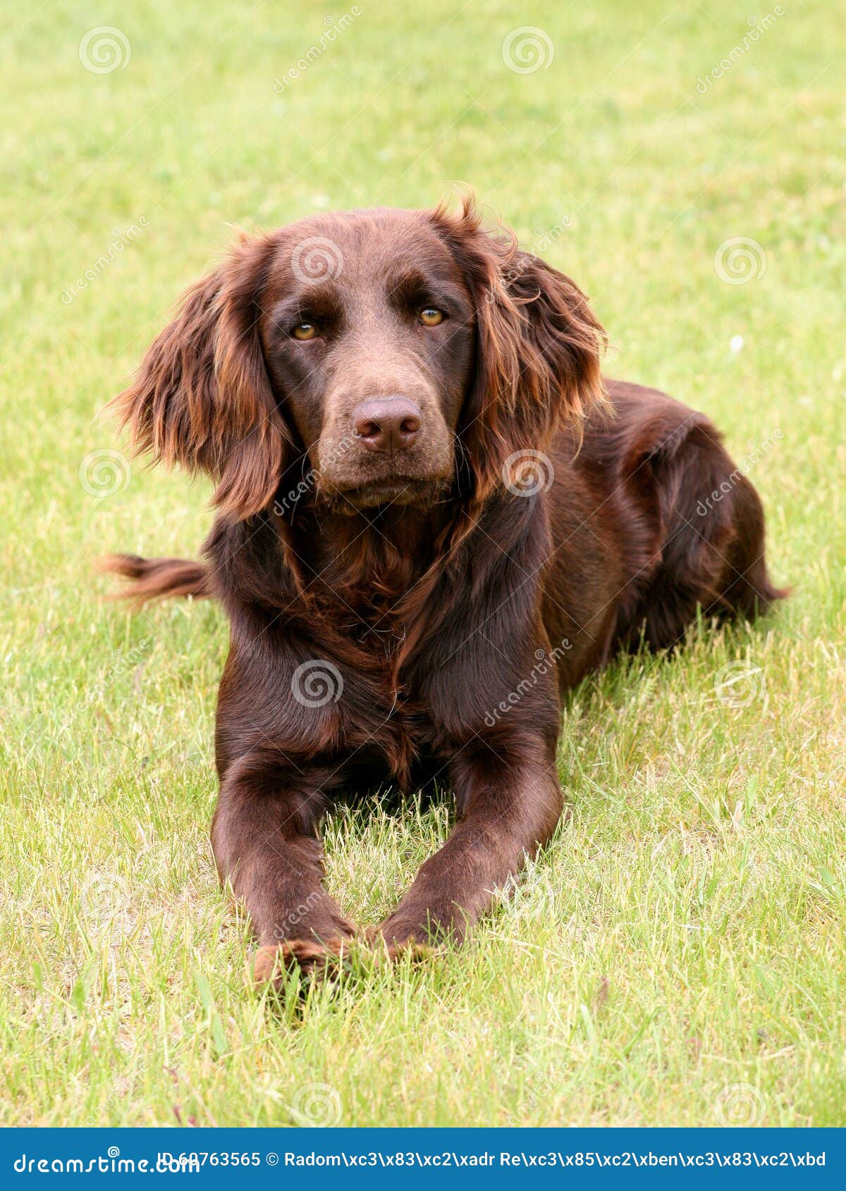 German Spaniel Dog With Beautiful Curly Ears Portrait In Nature. The ...