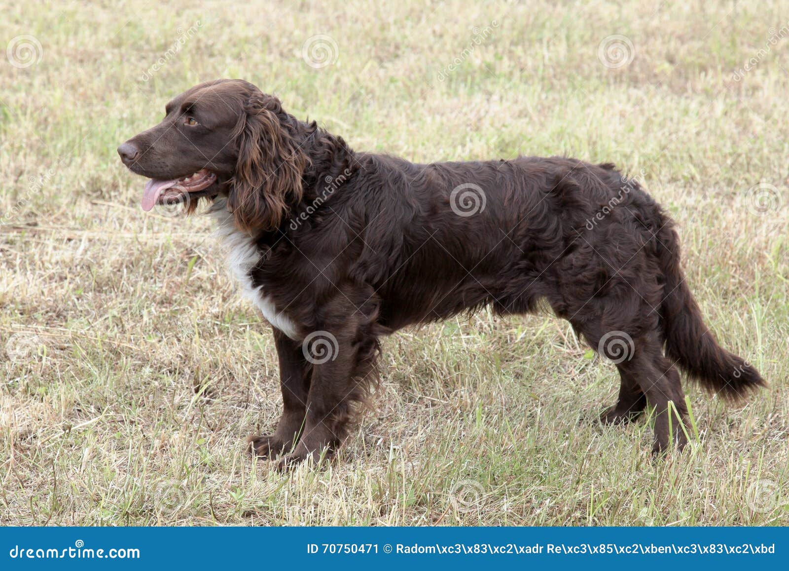 German Spaniel Dog With Beautiful Curly Ears Portrait In Nature. The ...