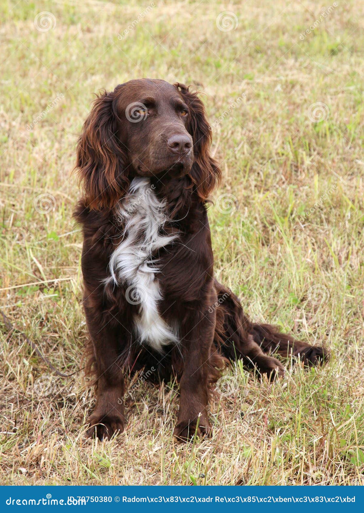 Typical German Spaniel in the Park Stock Photo - Image of pedigreed ...