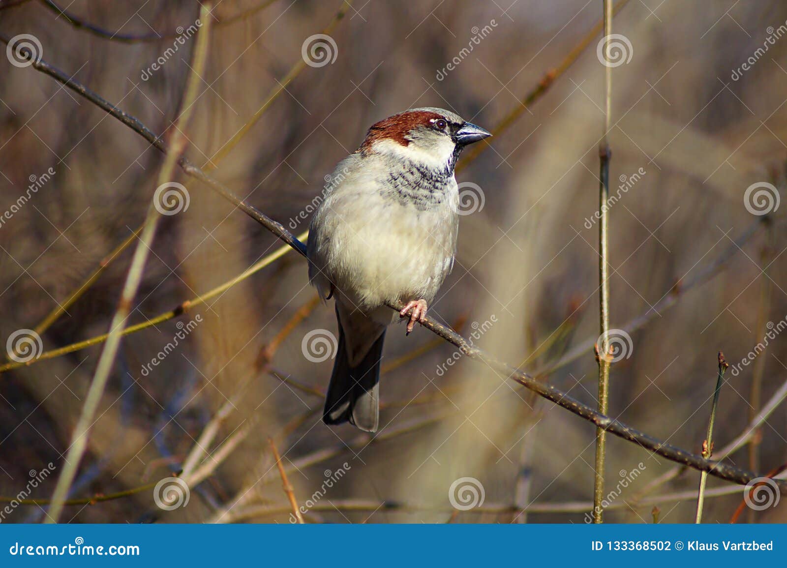 Sparrow sitting on a Bench stock photo. Image of park - 133368502