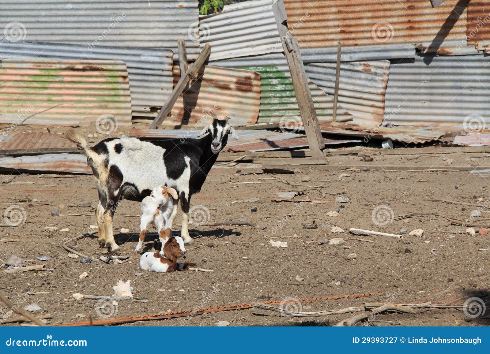 Typical Goat Farm In Portugal With A Sheep And Goats Royalty-Free Stock ...