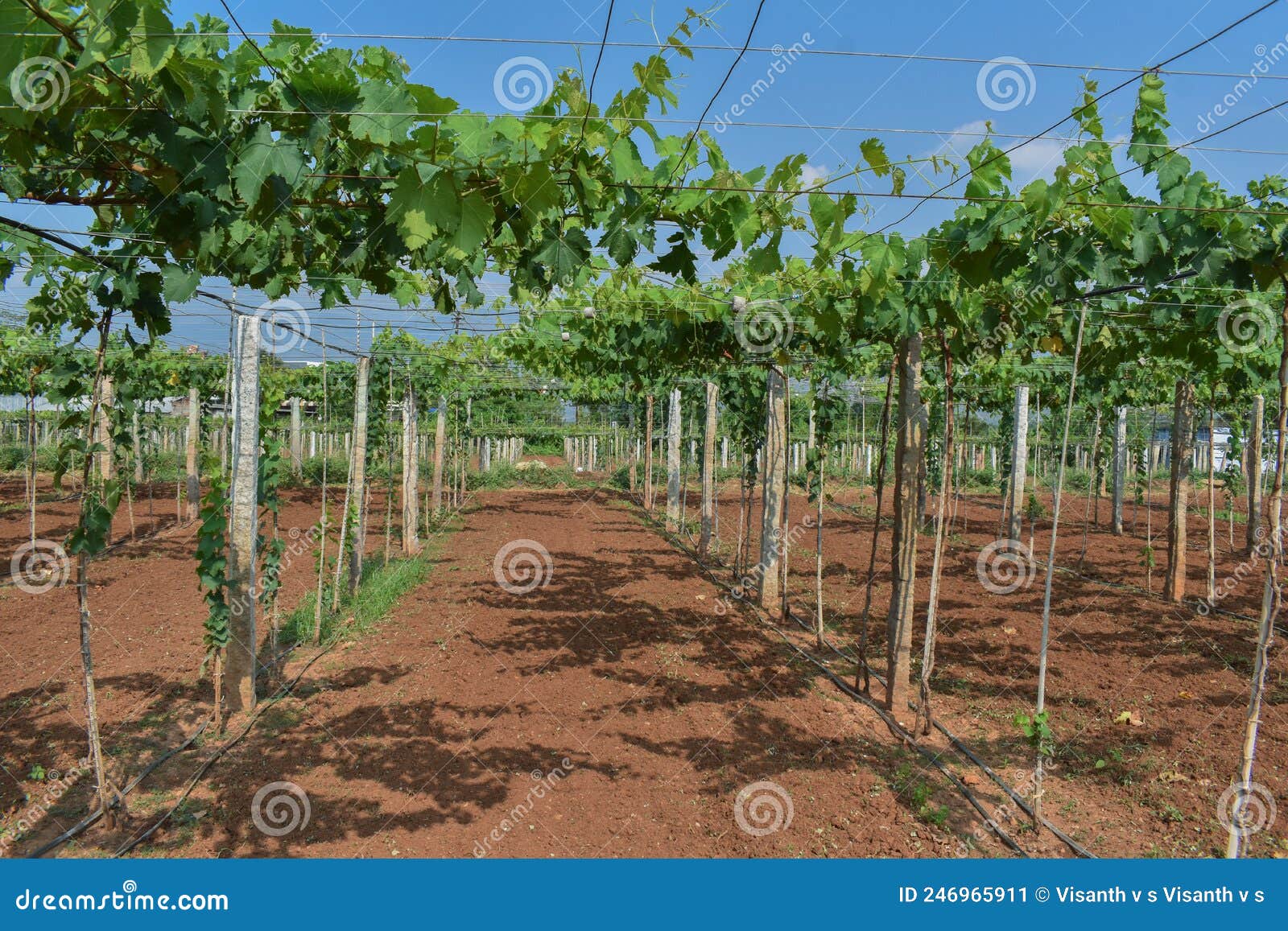 Typical grape farm view stock image. Image of plantation - 246965911