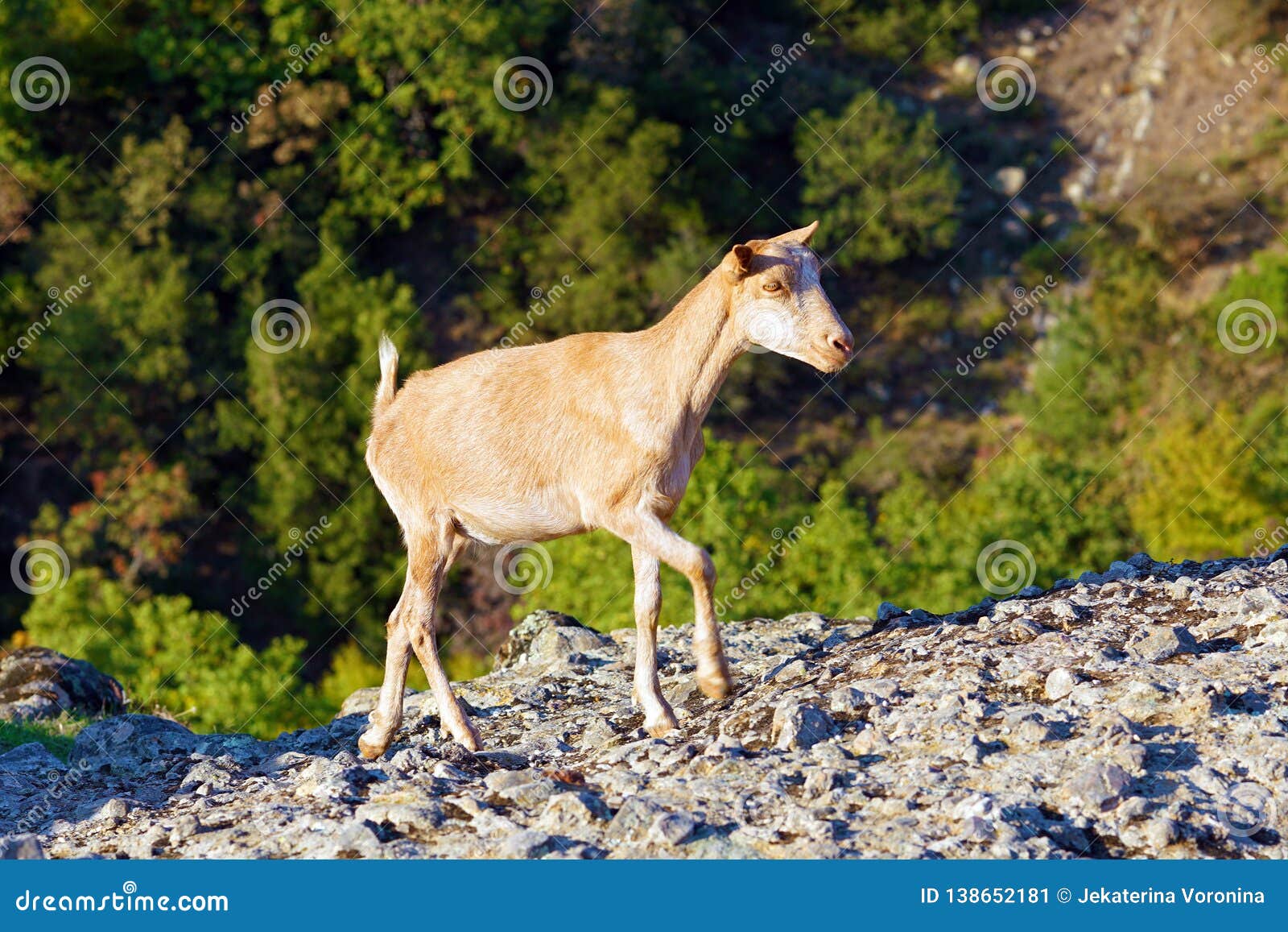 Typical Greek Goats Grazing on the Rock Formations of Meteora Stock ...