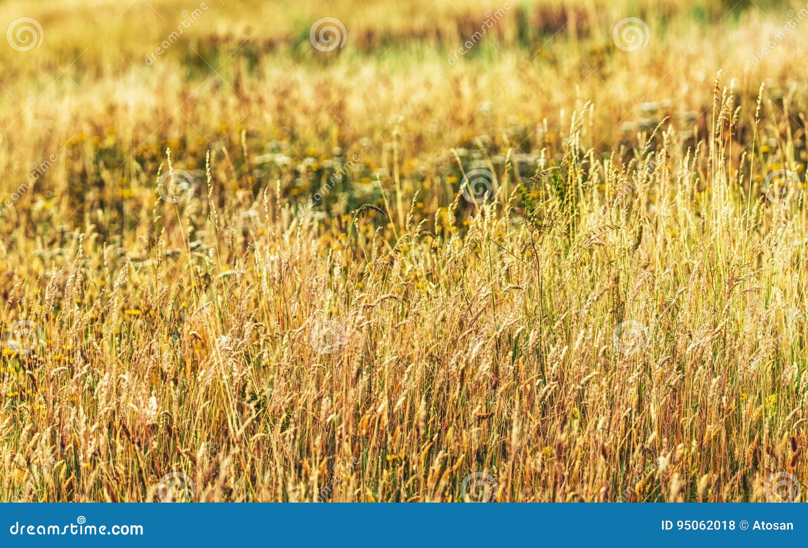 Typical Heather grass stock photo. Image of coastline - 95062018