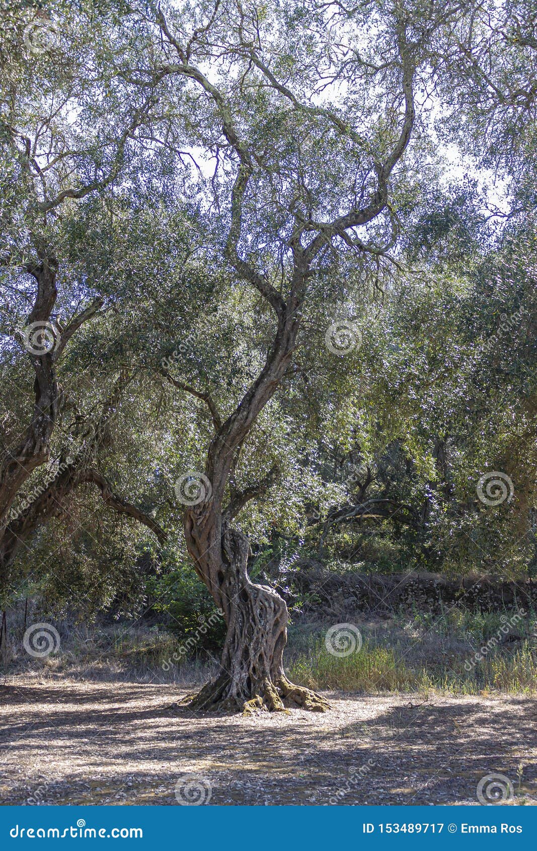 The Typical High Olive Trees of Corfu with the Many Holes in the Trunk ...