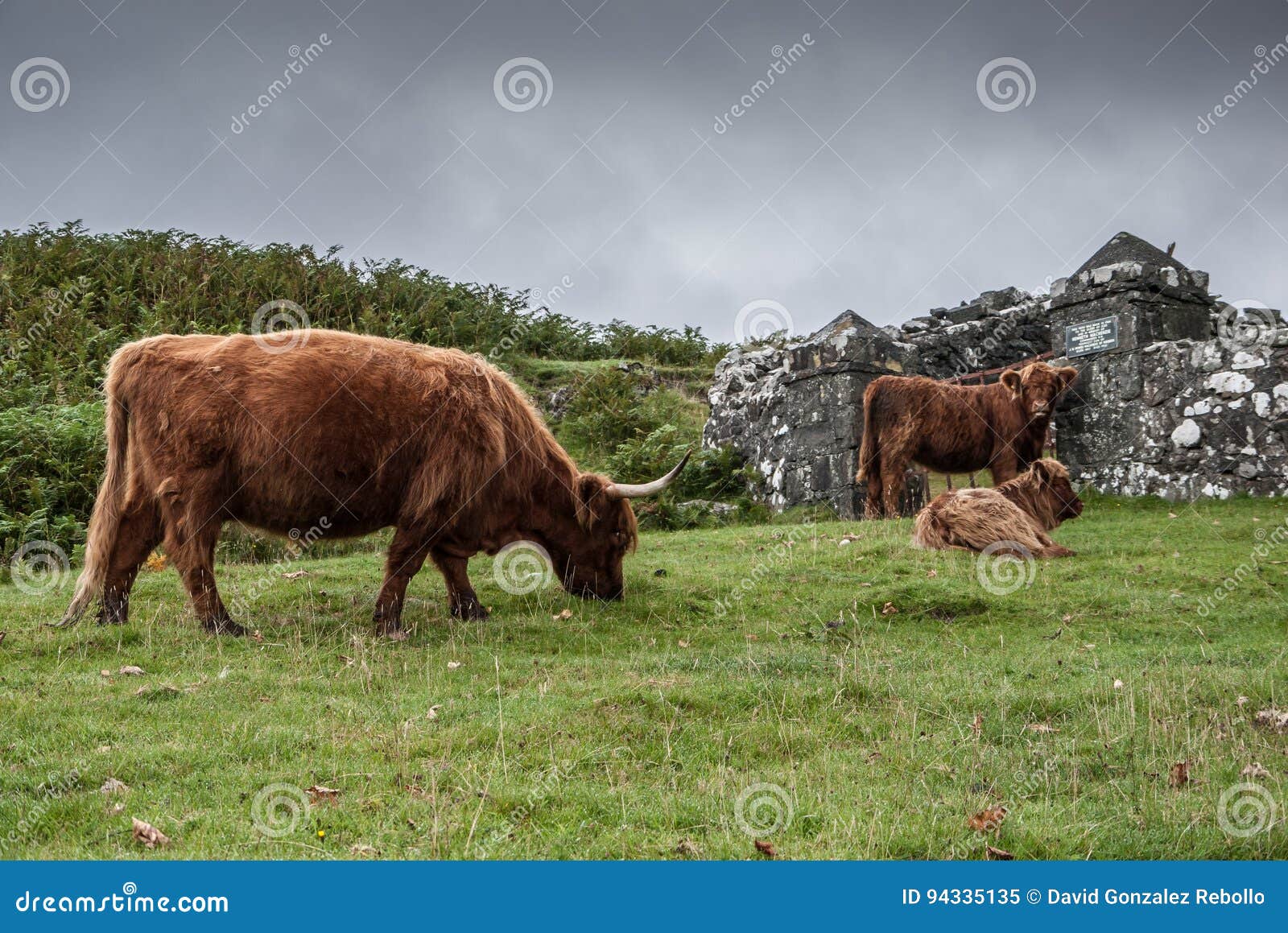 Typical Highlands Cattle in Scotland Stock Image - Image of breed ...