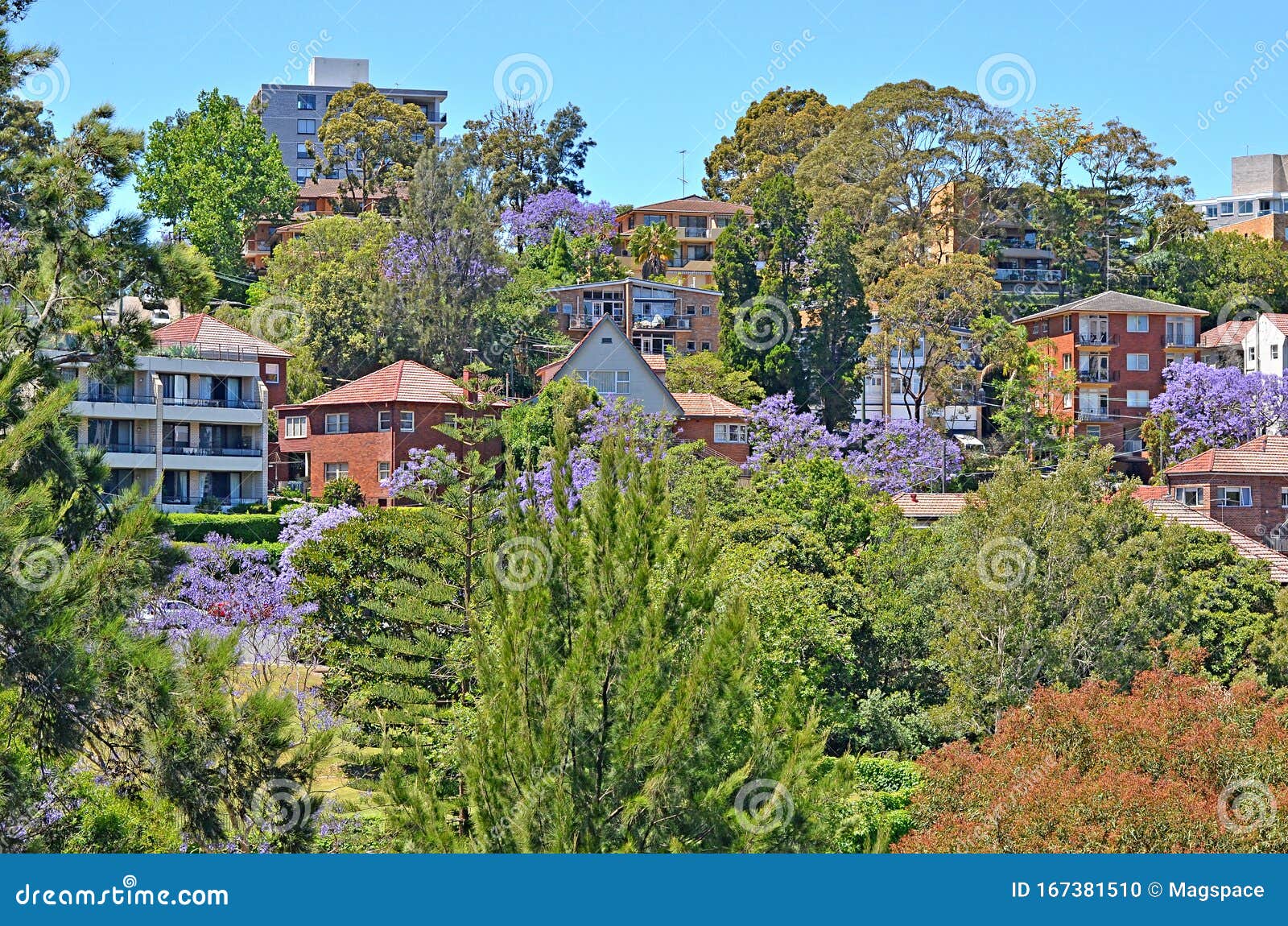 Typical Historical Australian Building with Flowering Jacaranda Tree at ...