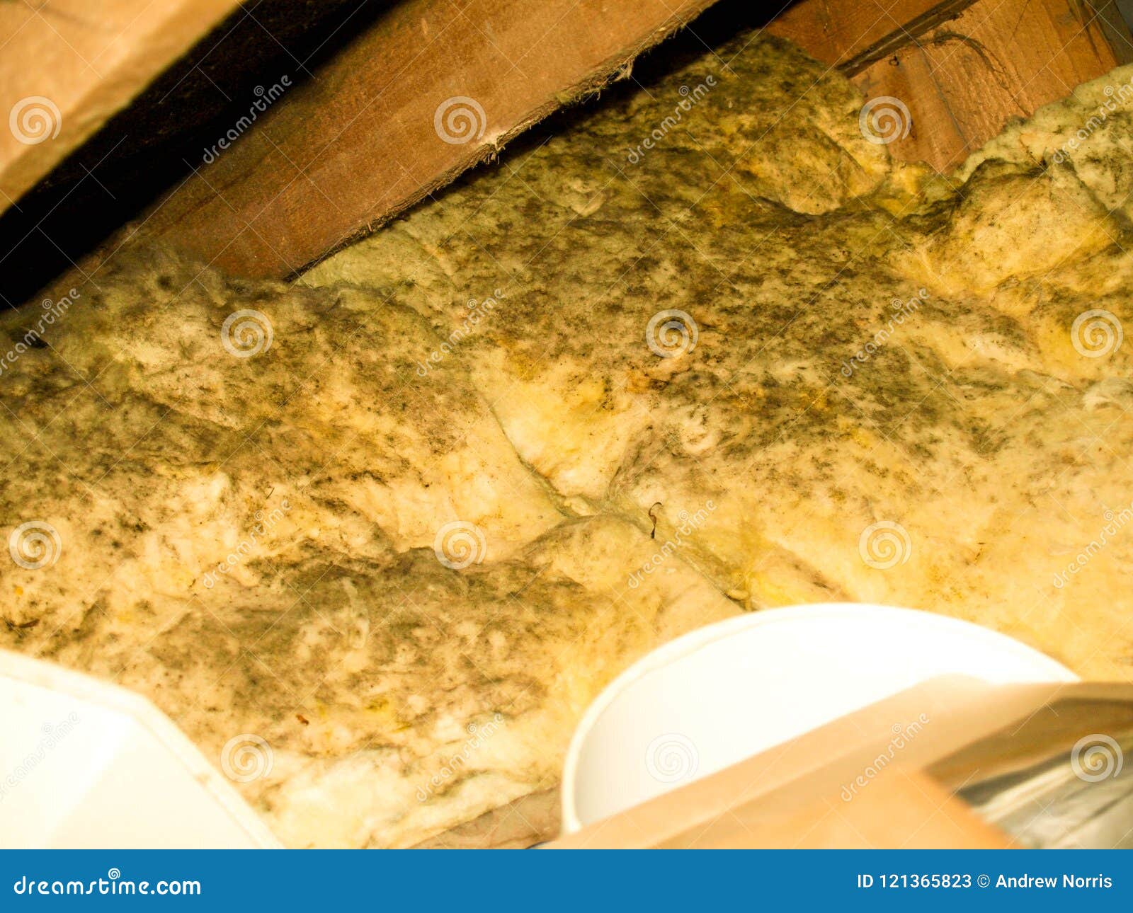 Mould Aka Mold, Fungi Macro. Putrefaction, Decomposition Of Organic ...