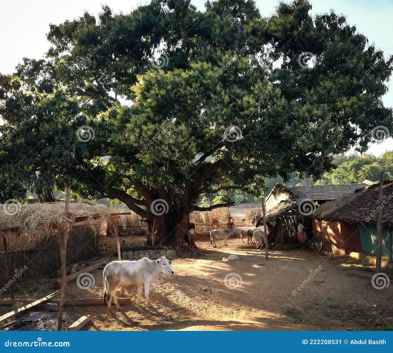 Typical Indian Village with Cow Mango Tree and Rural Life Stock Image ...