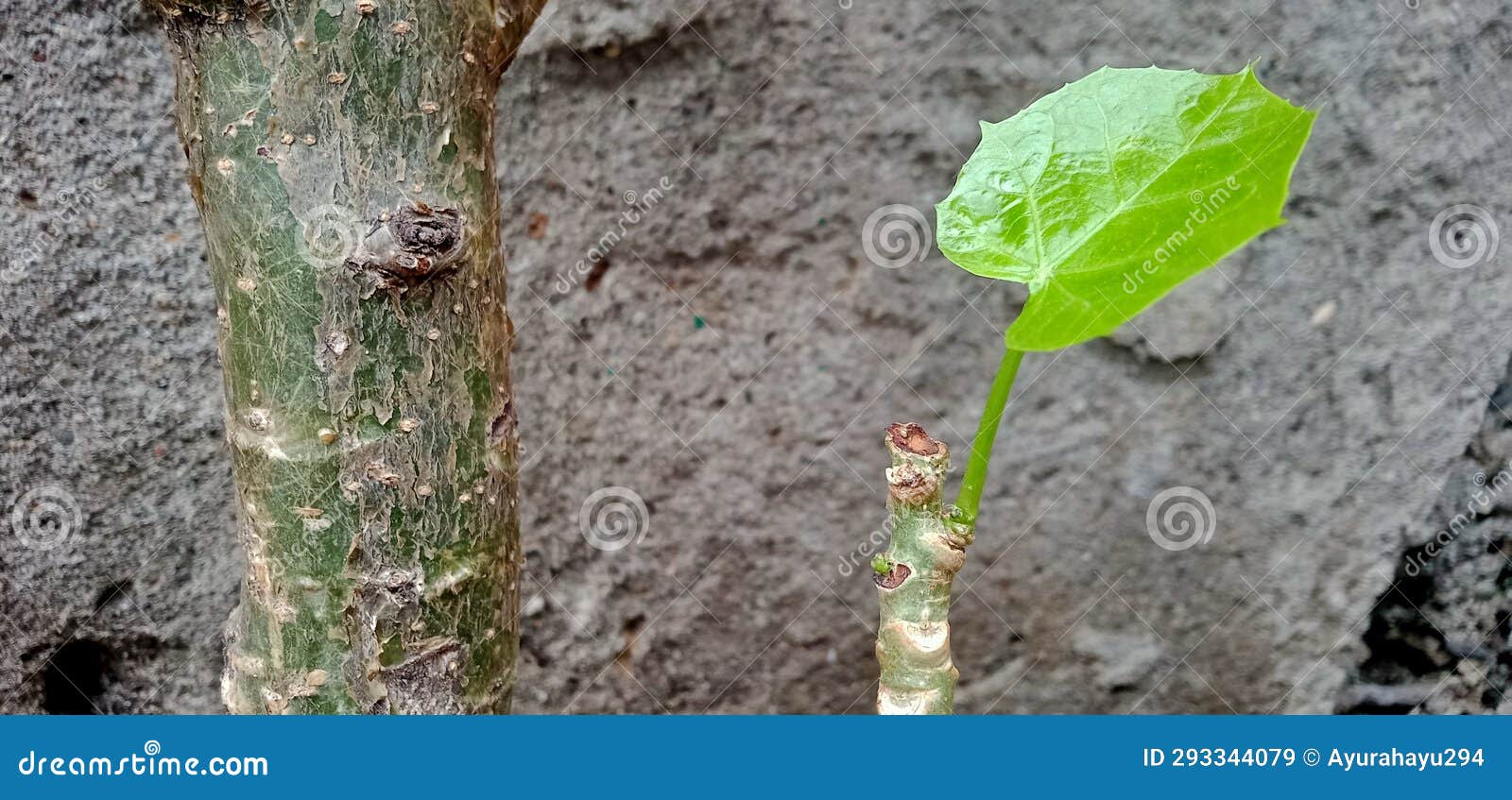 Typical Indonesian Castor Tree Shoots Stock Image - Image of shoots ...