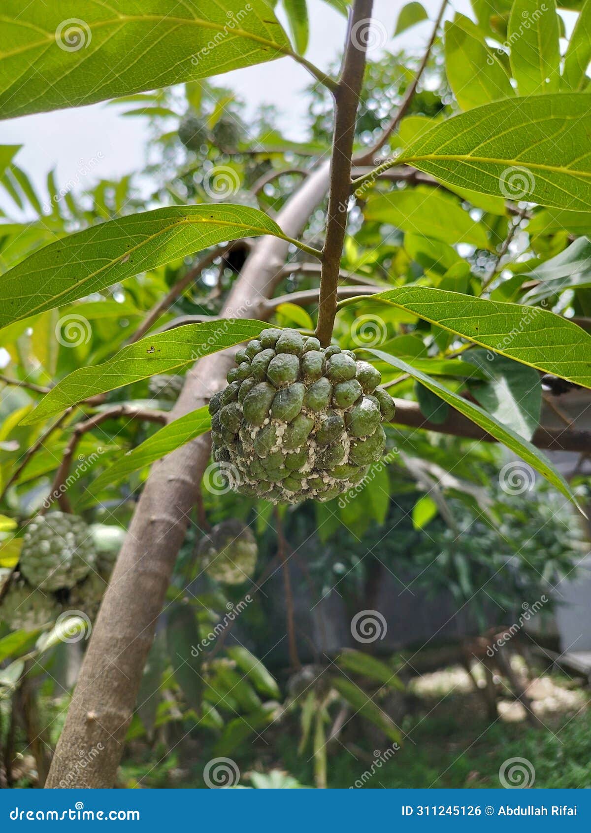 The Typical Indonesian Fruit of the Srikaya Fruit Tree is Round, Bumpy ...