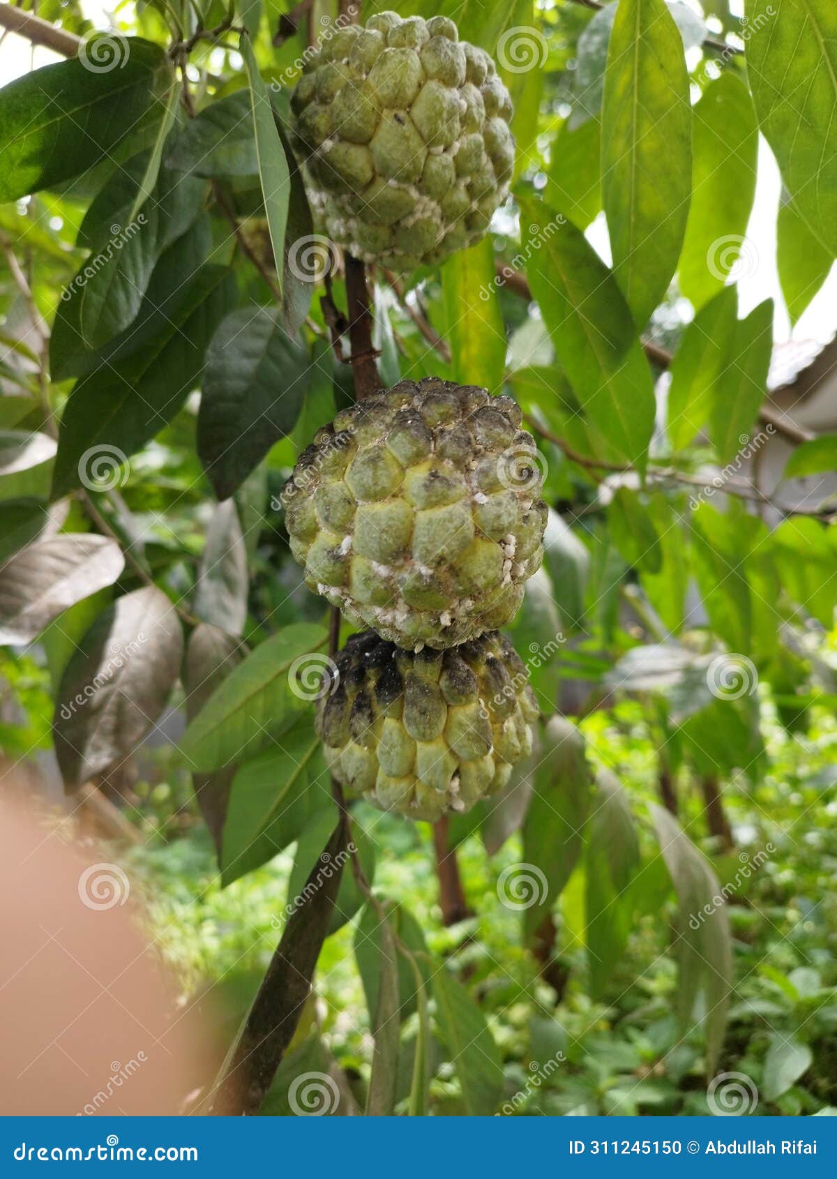 The Typical Indonesian Fruit of the Srikaya Fruit Tree is Round, Bumpy ...