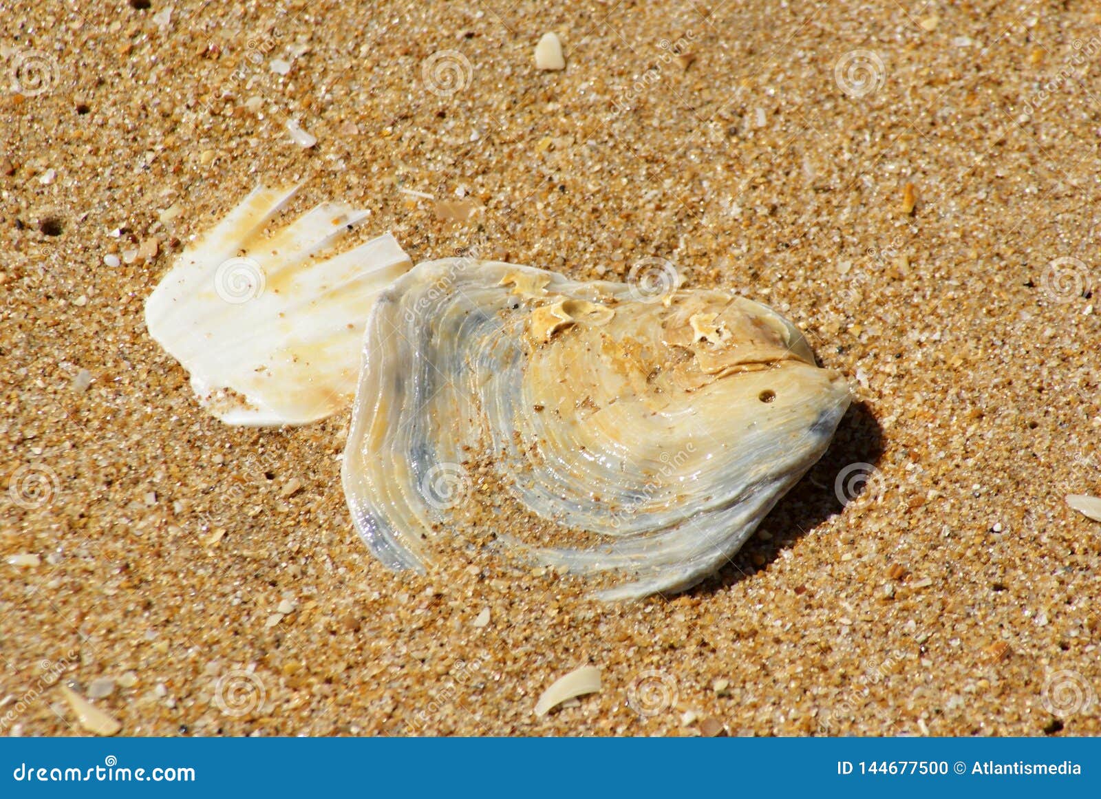 A shell in the sand stock photo. Image of beach, texture - 144677500