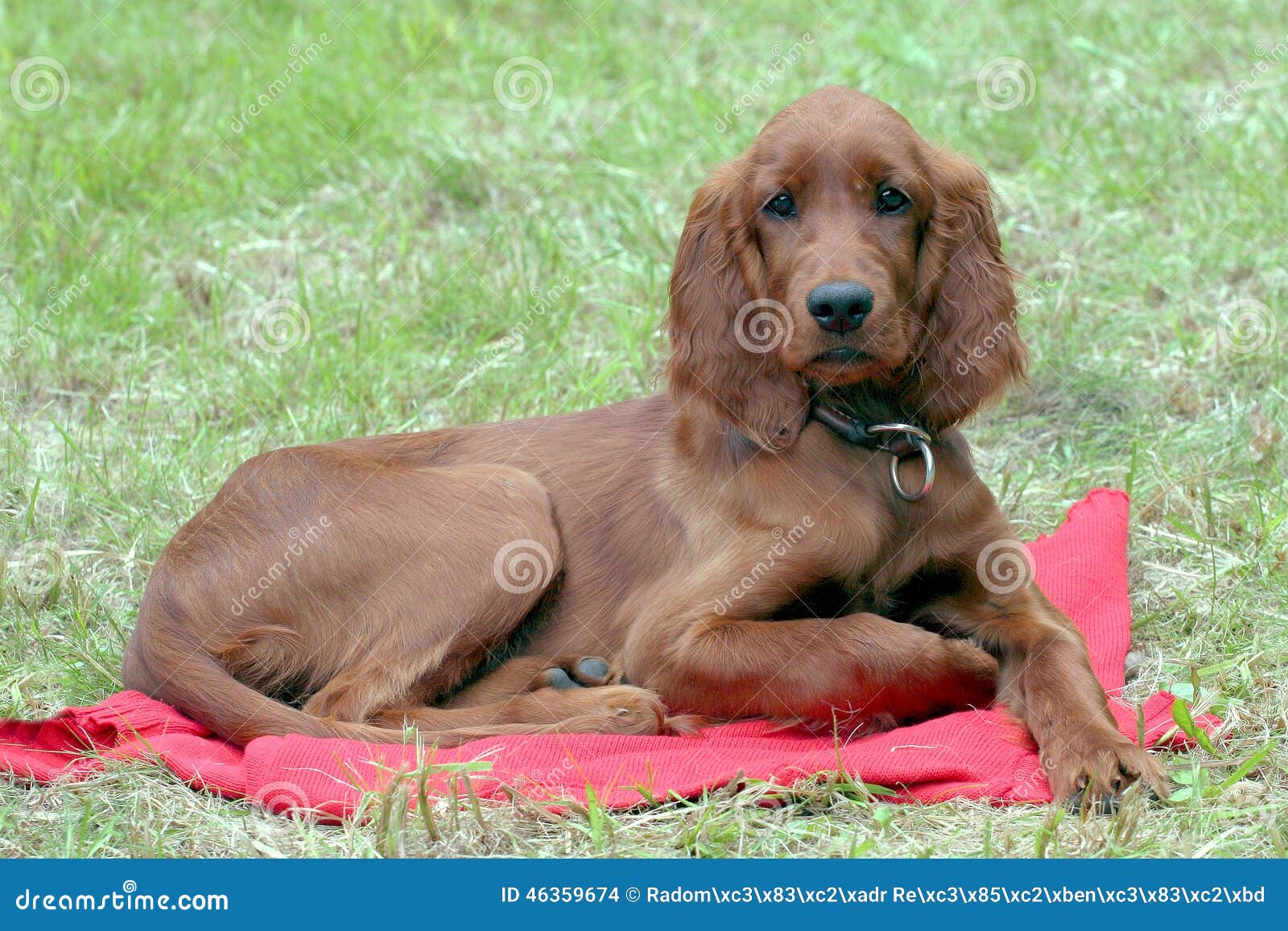 Typical Irish Red Setter stock photo. Image of hunter - 46359674