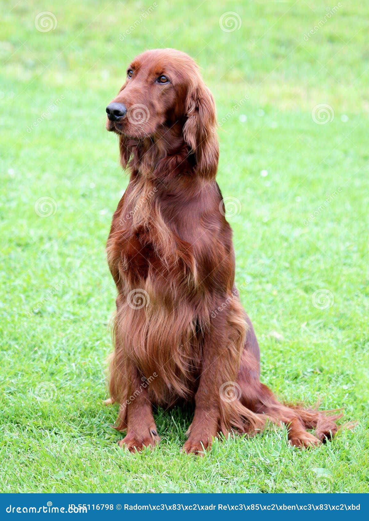 Typical Irish Red Setter in the Garden Stock Photo - Image of breed ...