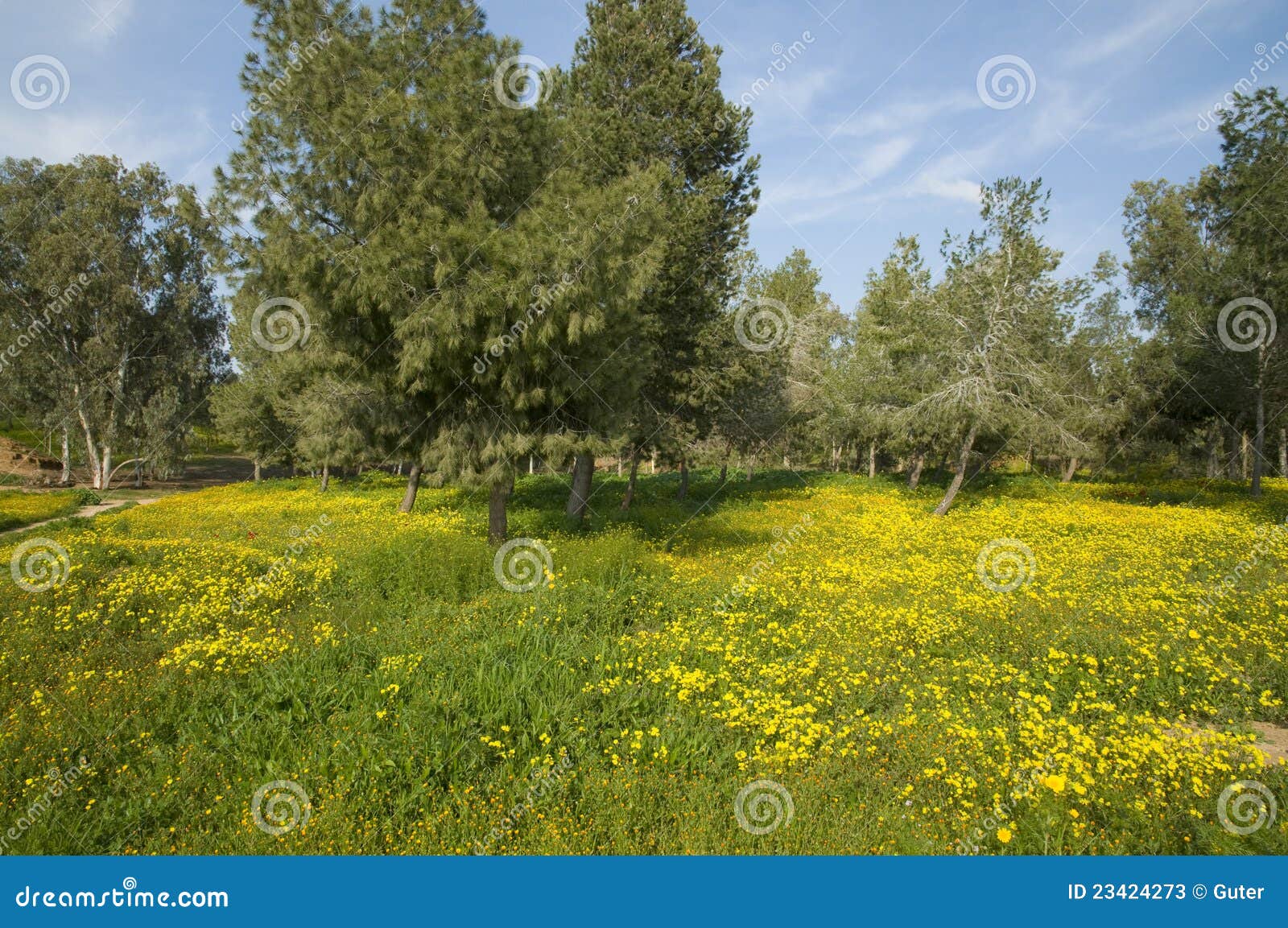 Typical Israeli Nature in Winter Stock Image - Image of conservation ...