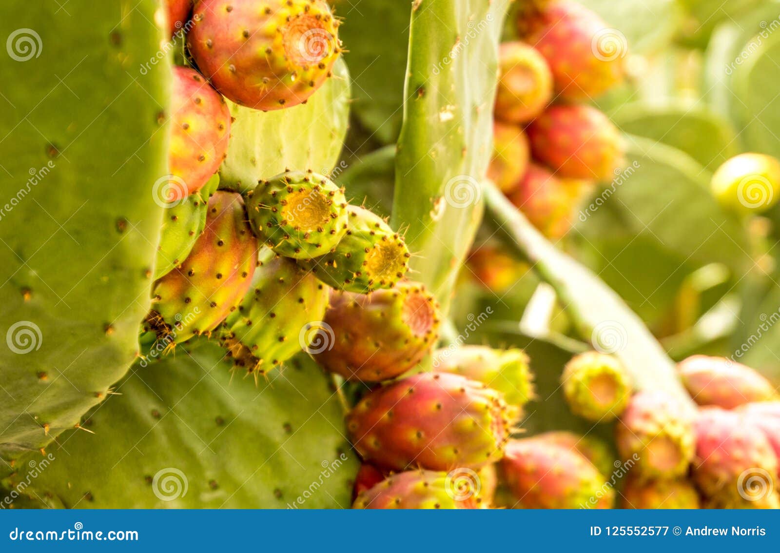 Cactus Plant stock image. Image of plantation, hazardous - 125552577