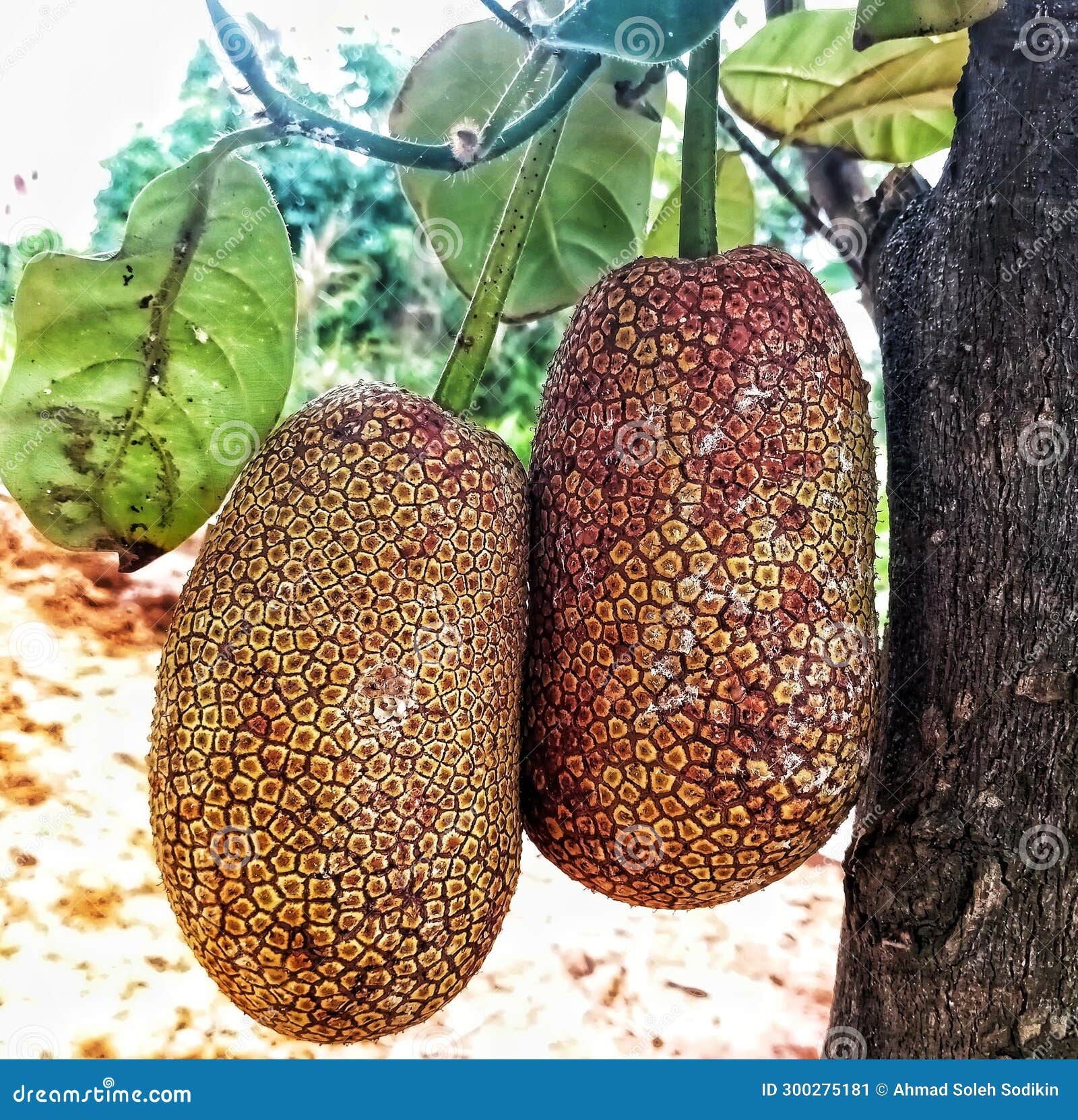 A Typical Kalimantan Fruit, the Cempedak Fruit is Fresh and Delicious ...