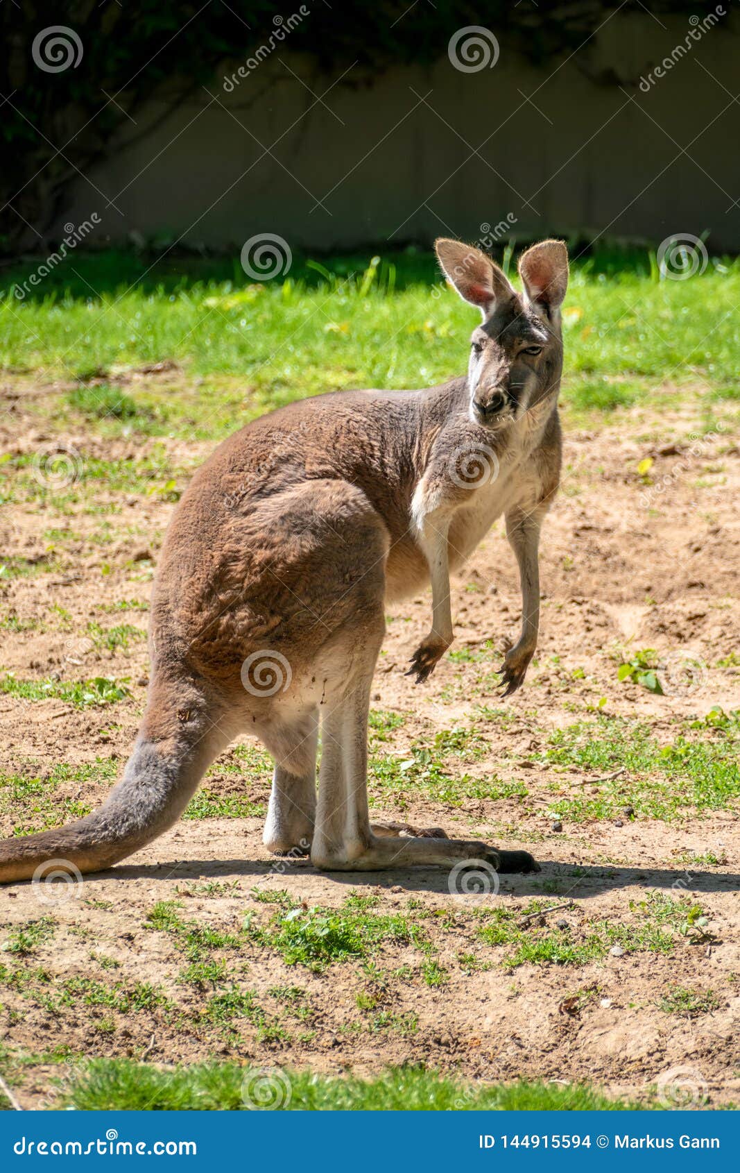 Typical kangaroo stock photo. Image of landscape, summer - 144915594