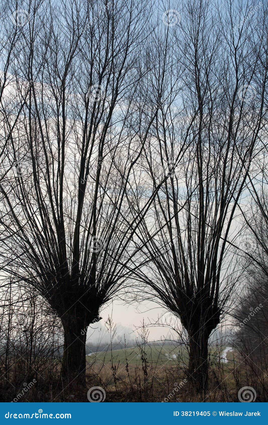 Typical Knotted Pollard Willows in Dutch Stock Image - Image of bank ...