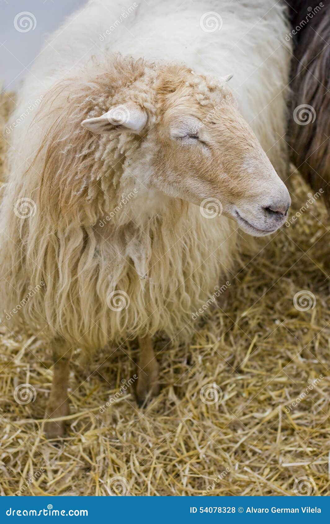 Typical Lacha Sheep of Basque Country, Spain Stock Photo - Image of ...