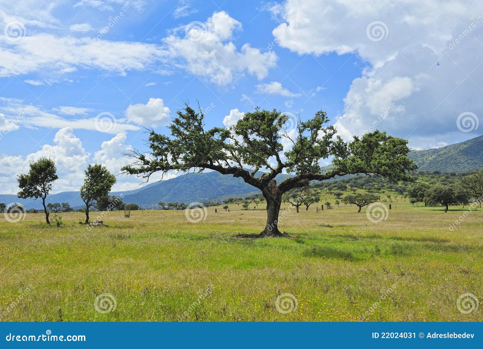 Typical Landscape with Tree at Extremadura (Spain) Stock Image - Image ...