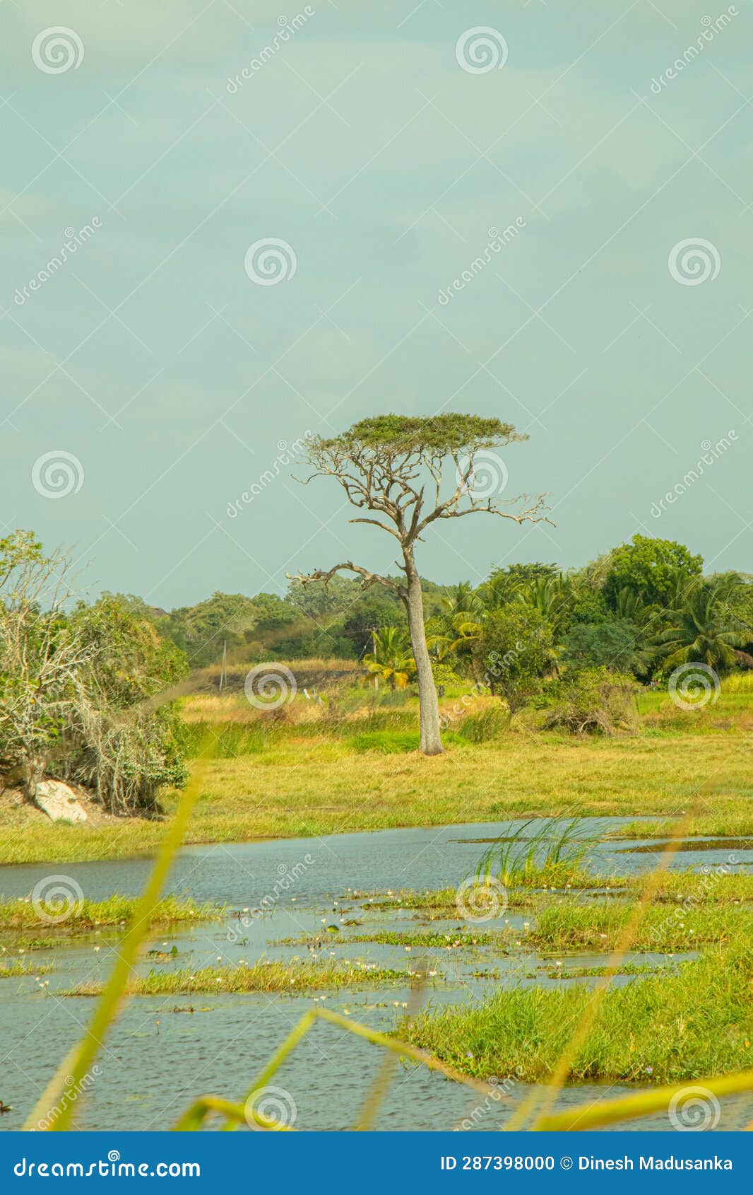 Typical Lone Tree in the Middle of a Swamp Stock Photo - Image of lone ...