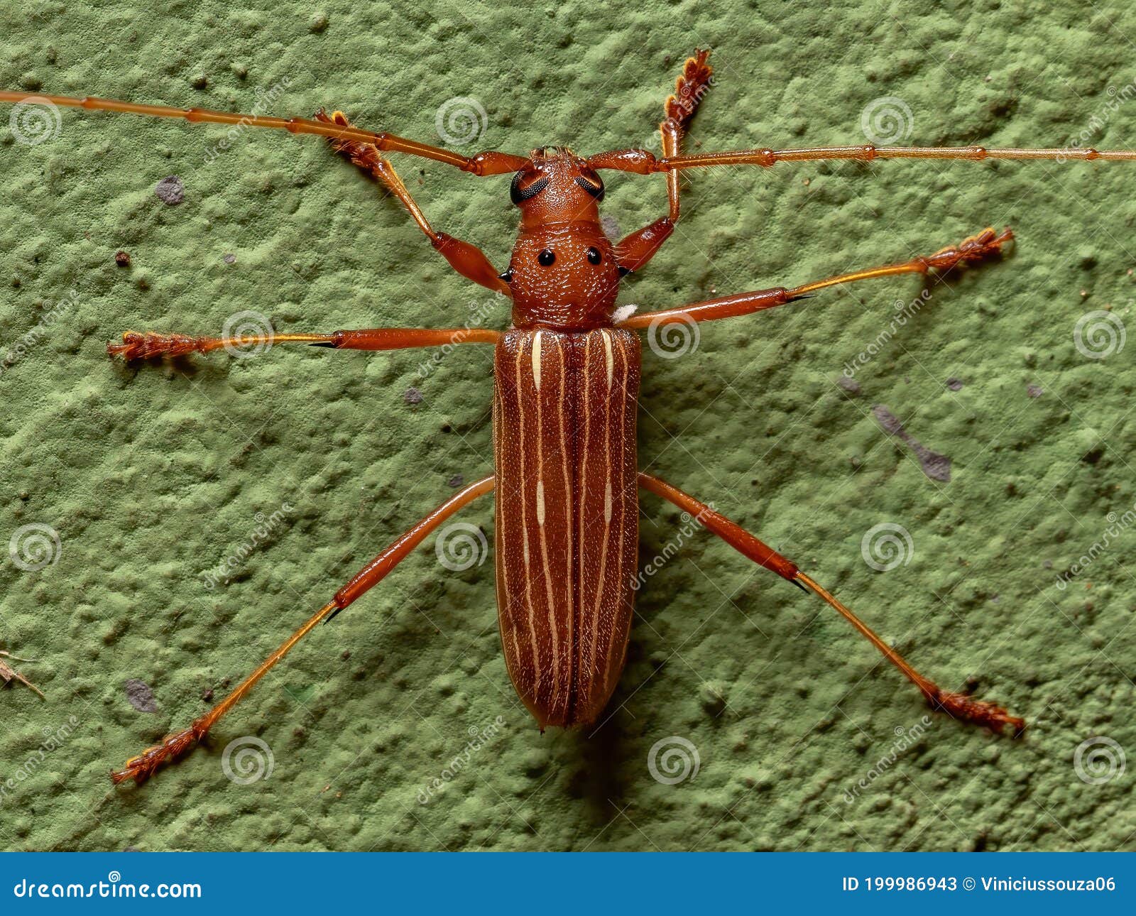 Typical Longhorn Beetle stock image. Image of wildlife - 199986943