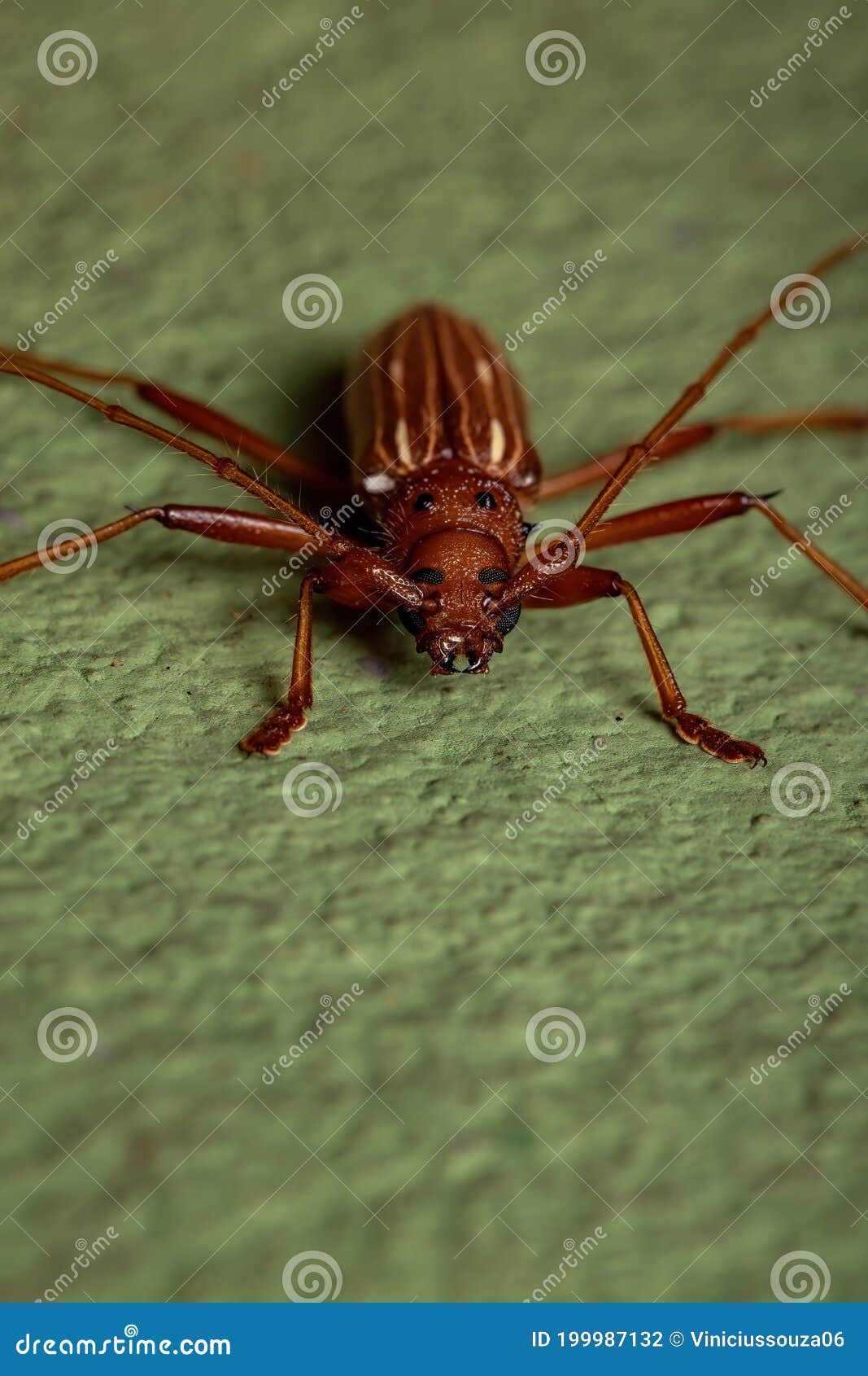 Typical Longhorn Beetle stock photo. Image of coleoptera - 199987132