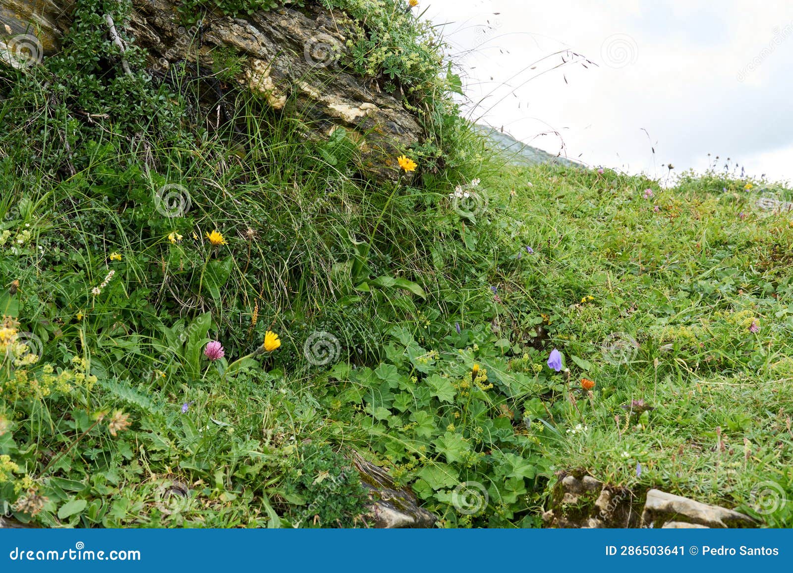 Typical Meadow Flora from the Swiss Alps Stock Image - Image of flower ...