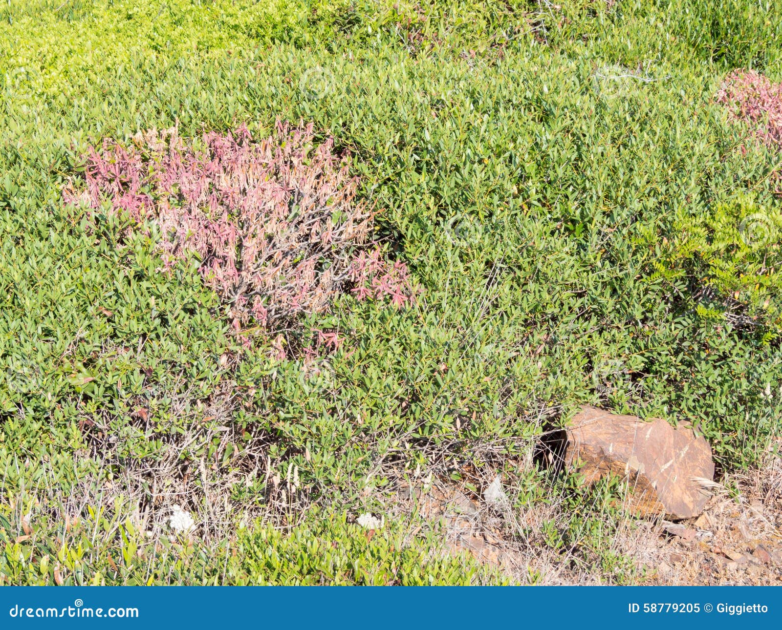 Typical Mediterranean Plants Stock Image - Image of scrub, italy: 58779205