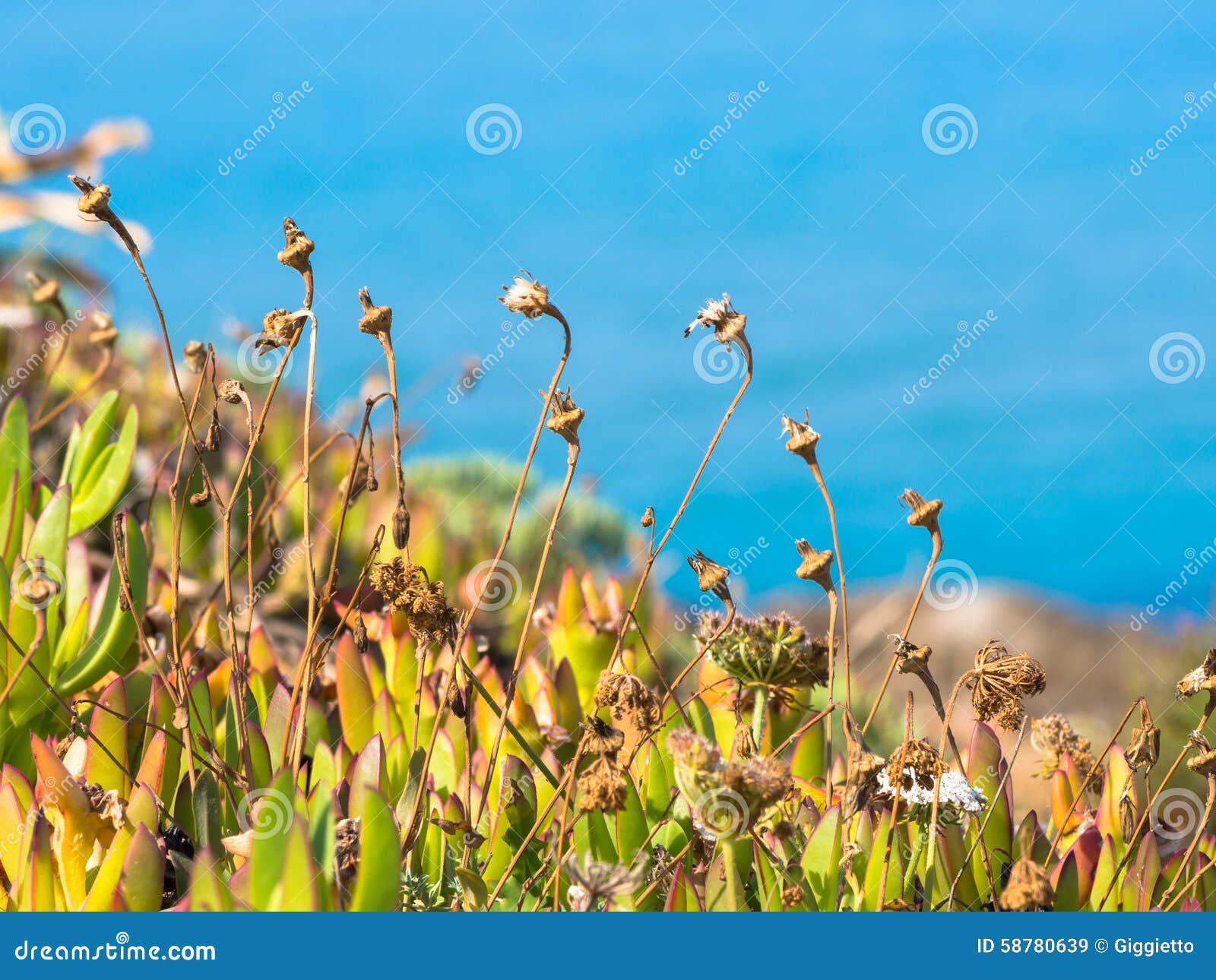 Typical Mediterranean Plants Stock Image - Image of scrub, succulent ...