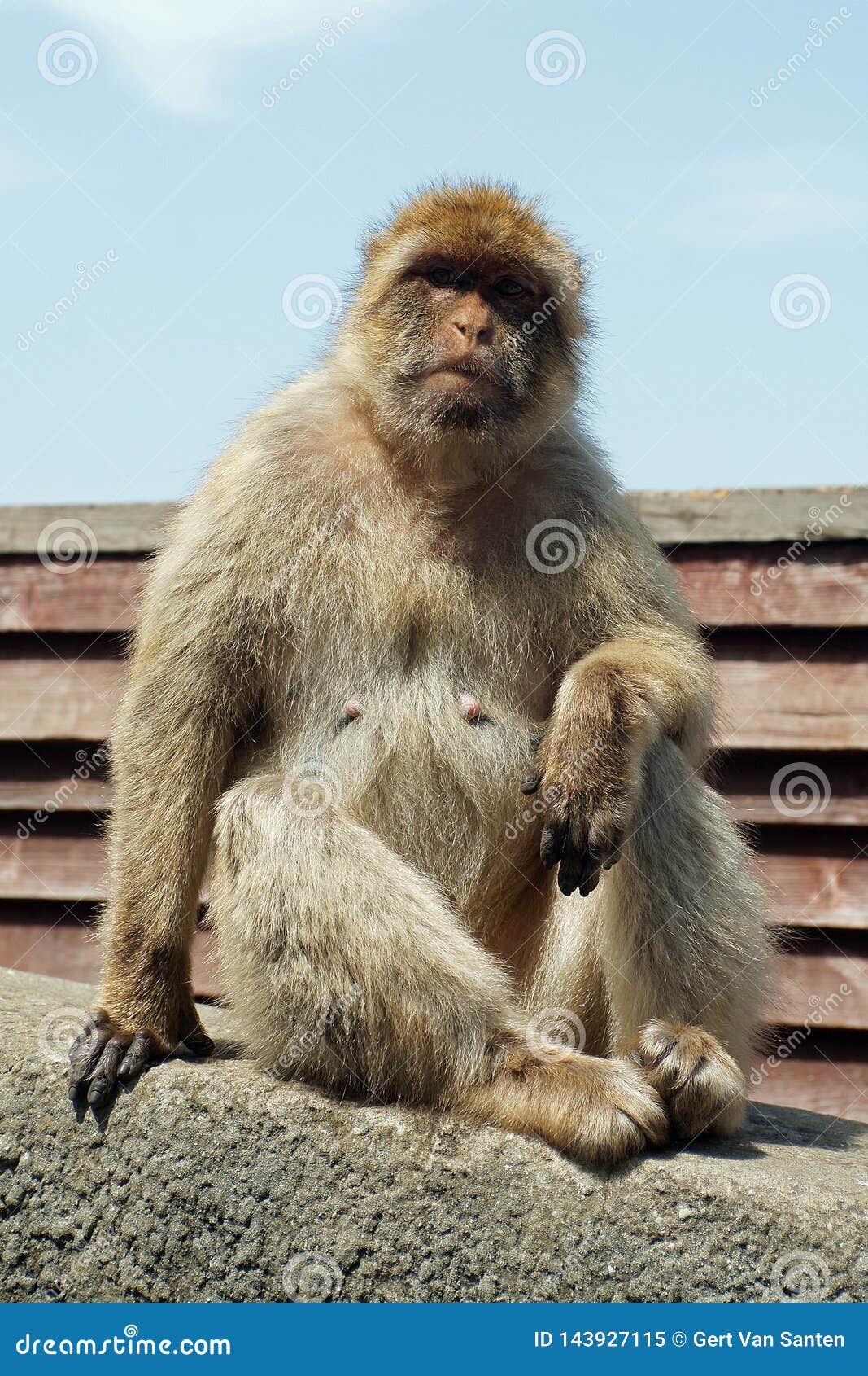 Typical Monkey without Tale on Gibraltar Rock Stock Image - Image of ...
