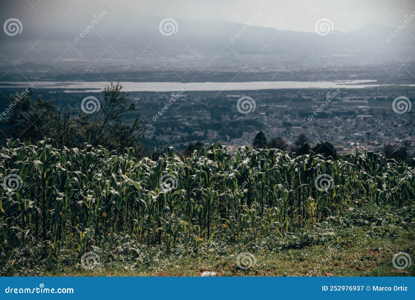 Typical Mountainous Landscapes of Mexico, with Corn Fields Stock Image ...