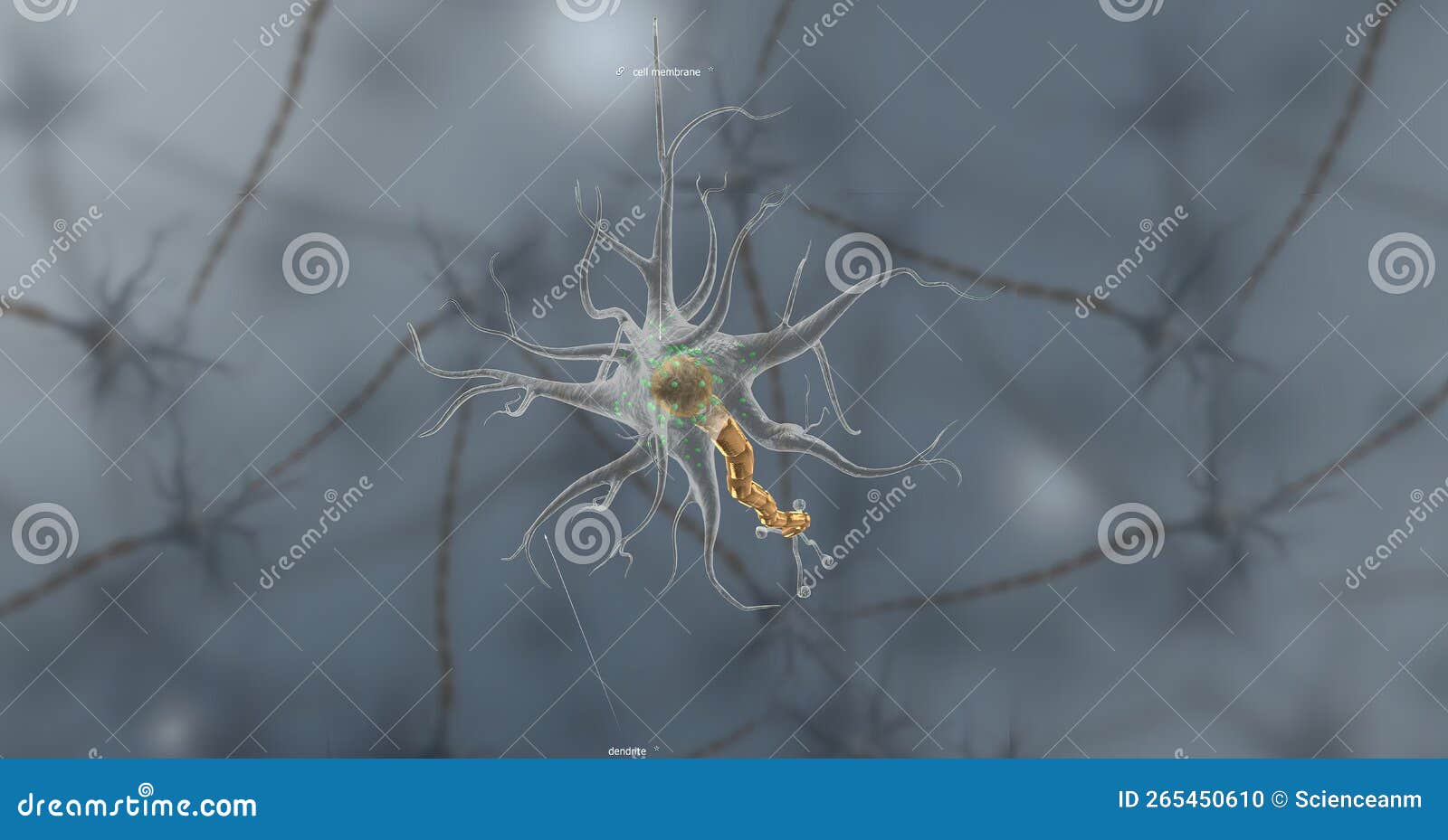 A Typical Neuron Consists of a Cell Body, Dendrites, and a Single Axon ...