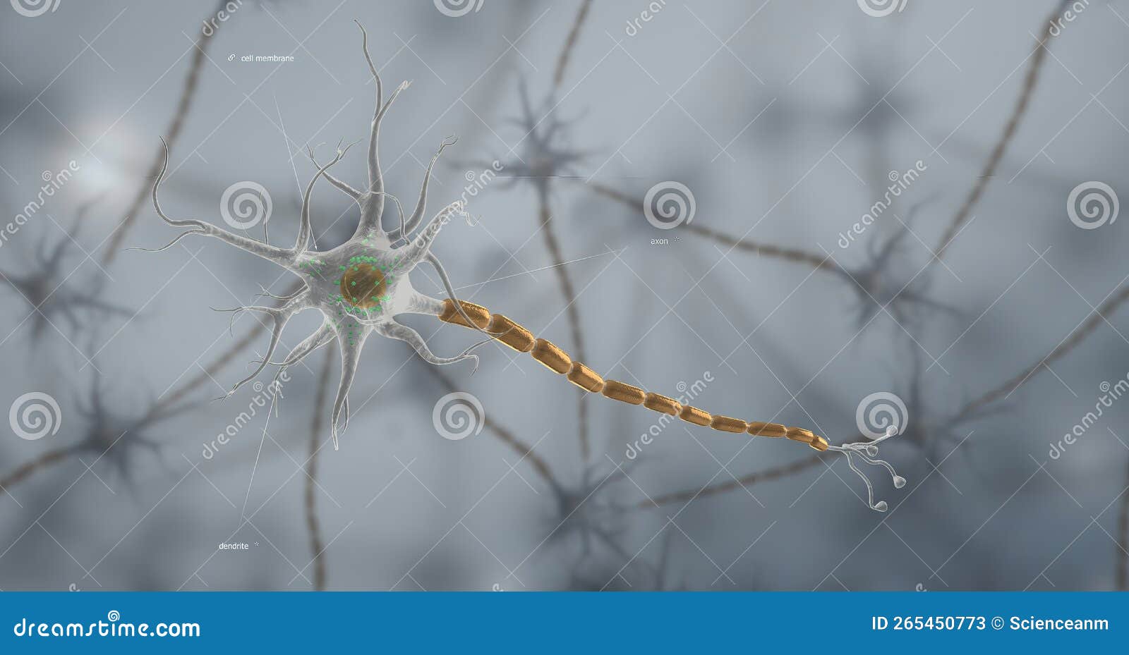 A Typical Neuron Consists of a Cell Body, Dendrites, and a Single Axon ...